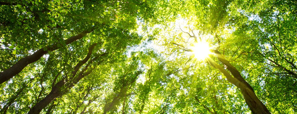 FSC: Forest Stewardship Council | OBI