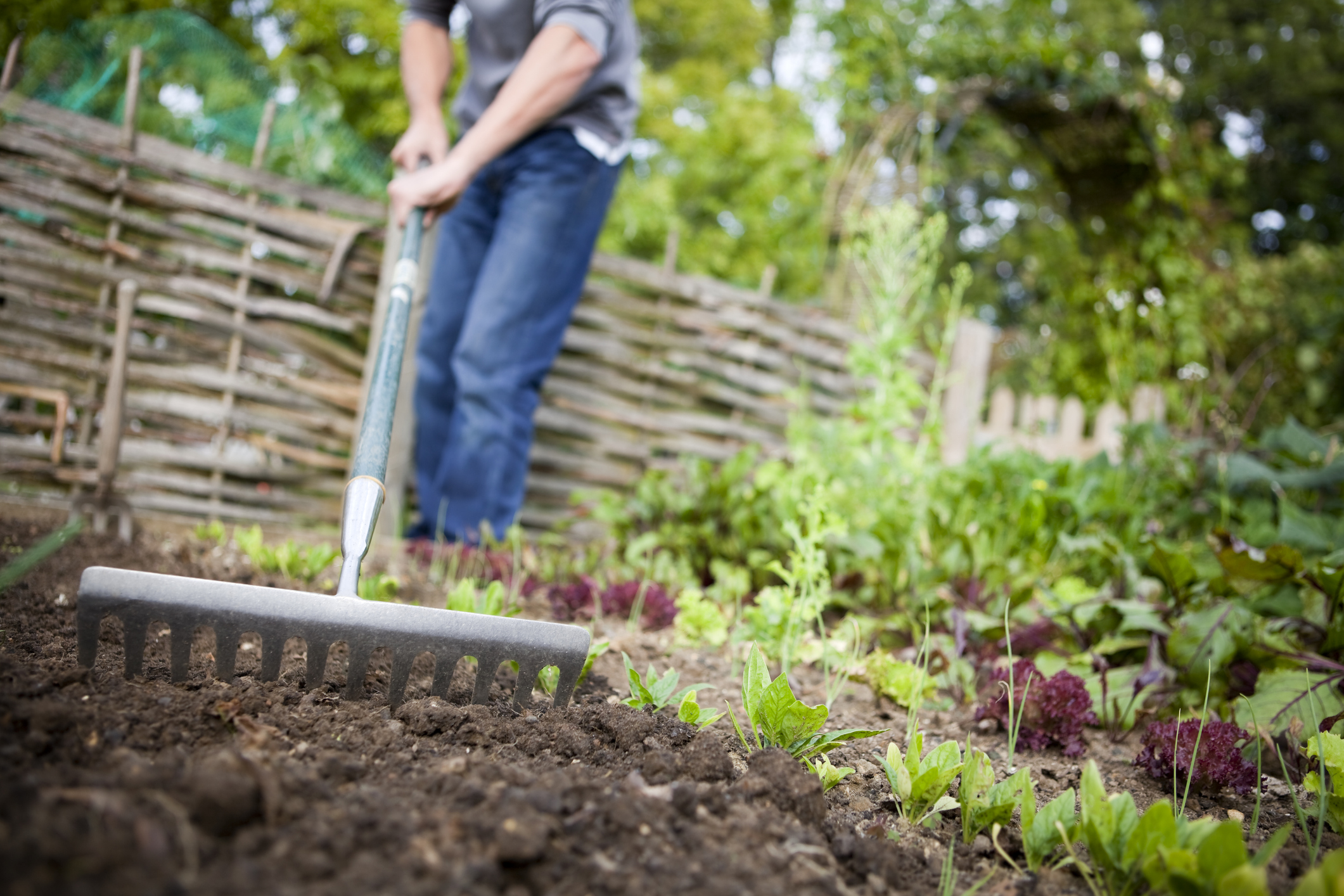 Beet vorbereiten: Gemüse aus dem eigenen Garten. | OBI