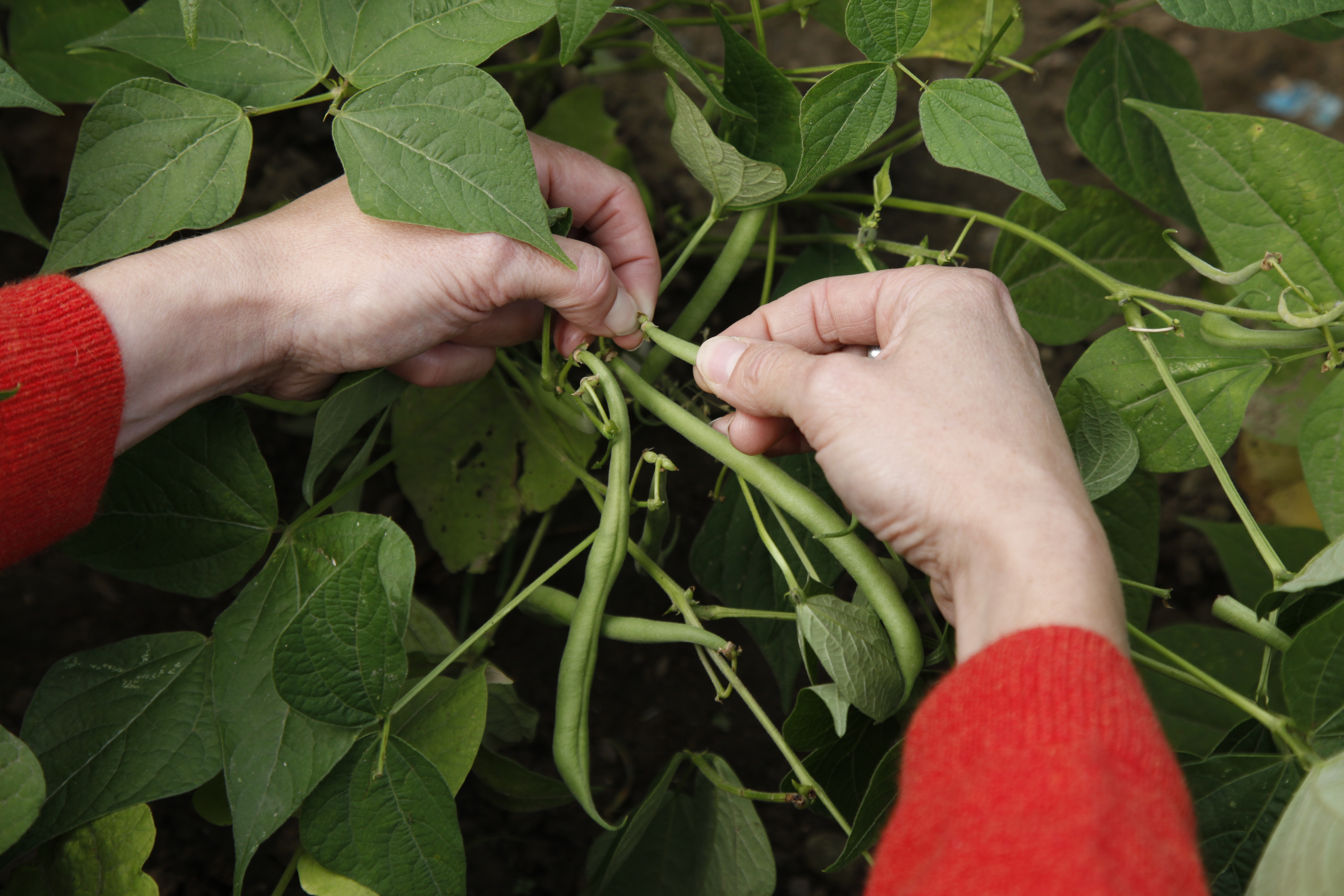 Buschbohnen: Wissenswertes und Tipps zur Pflege | OBI