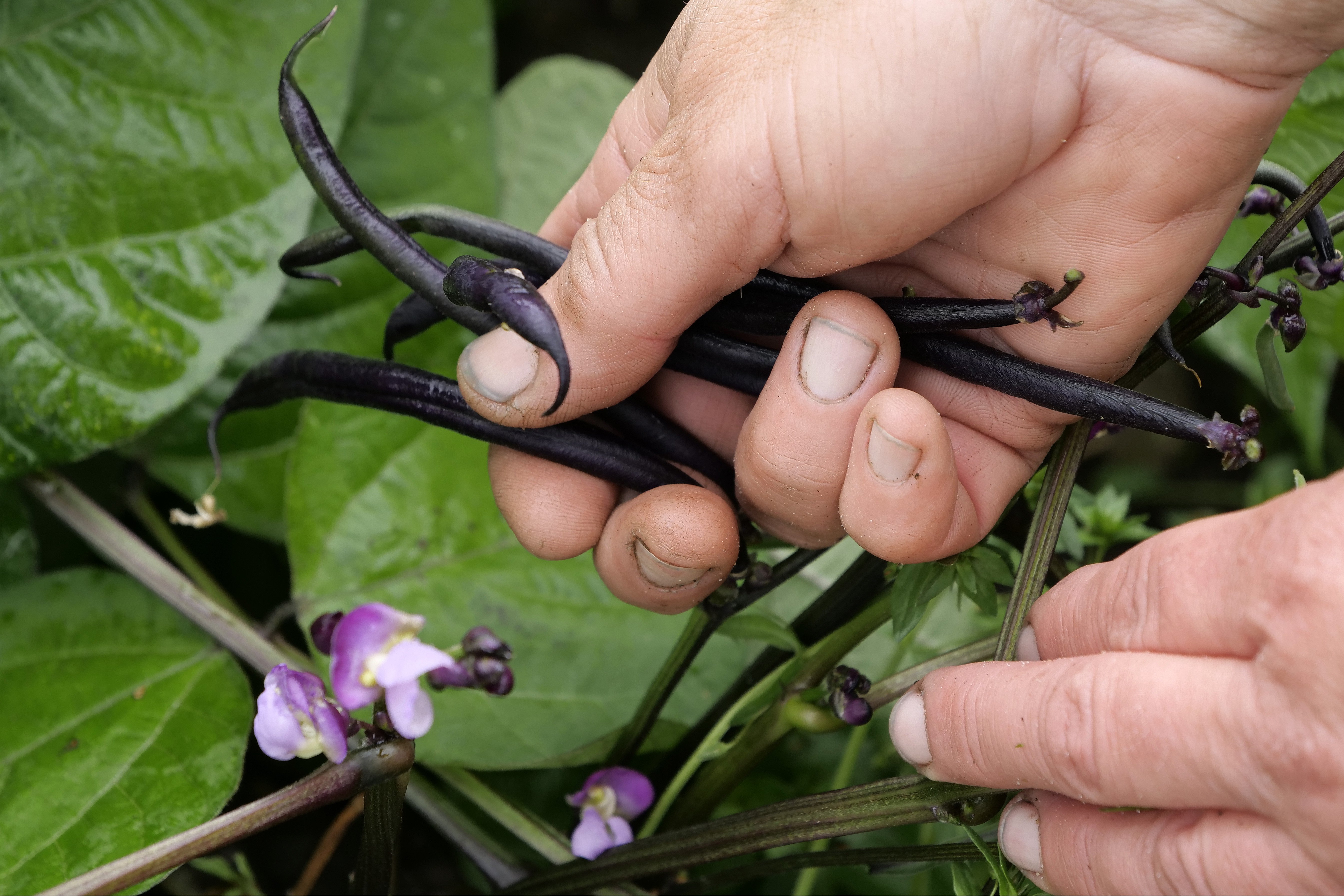 Buschbohnen: Wissenswertes und Tipps zur Pflege | OBI