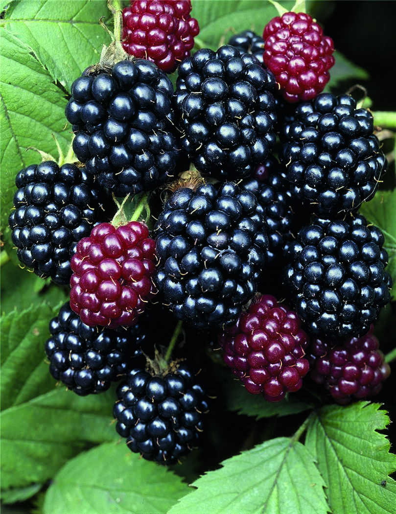 Bobuľové ovocie v záhrade – prehľad a tipy na starostlivosť | OBI