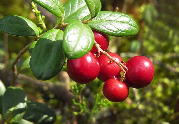 Beeren für den Garten – Übersicht & Pflegetipps | OBI