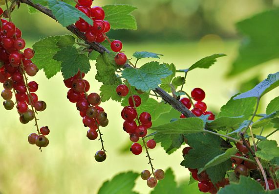 Beeren für den Garten – Übersicht & Pflegetipps | OBI