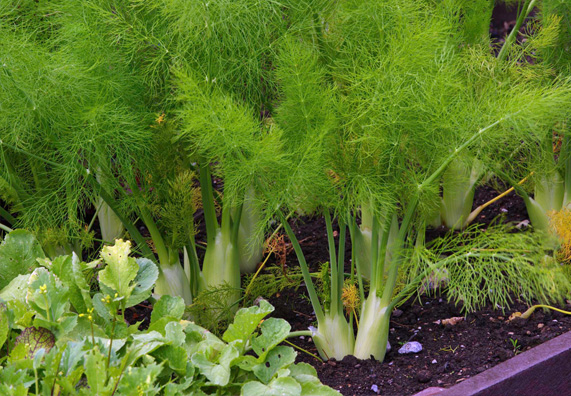 Druhy zeleniny – Klasifikácia a pestovanie | OBI