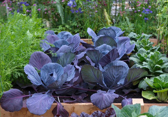 Druhy zeleniny – Klasifikácia a pestovanie | OBI