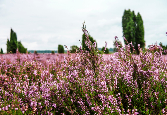 Heidegarten anlegen – Tipps, Ideen und Ratgeber | OBI