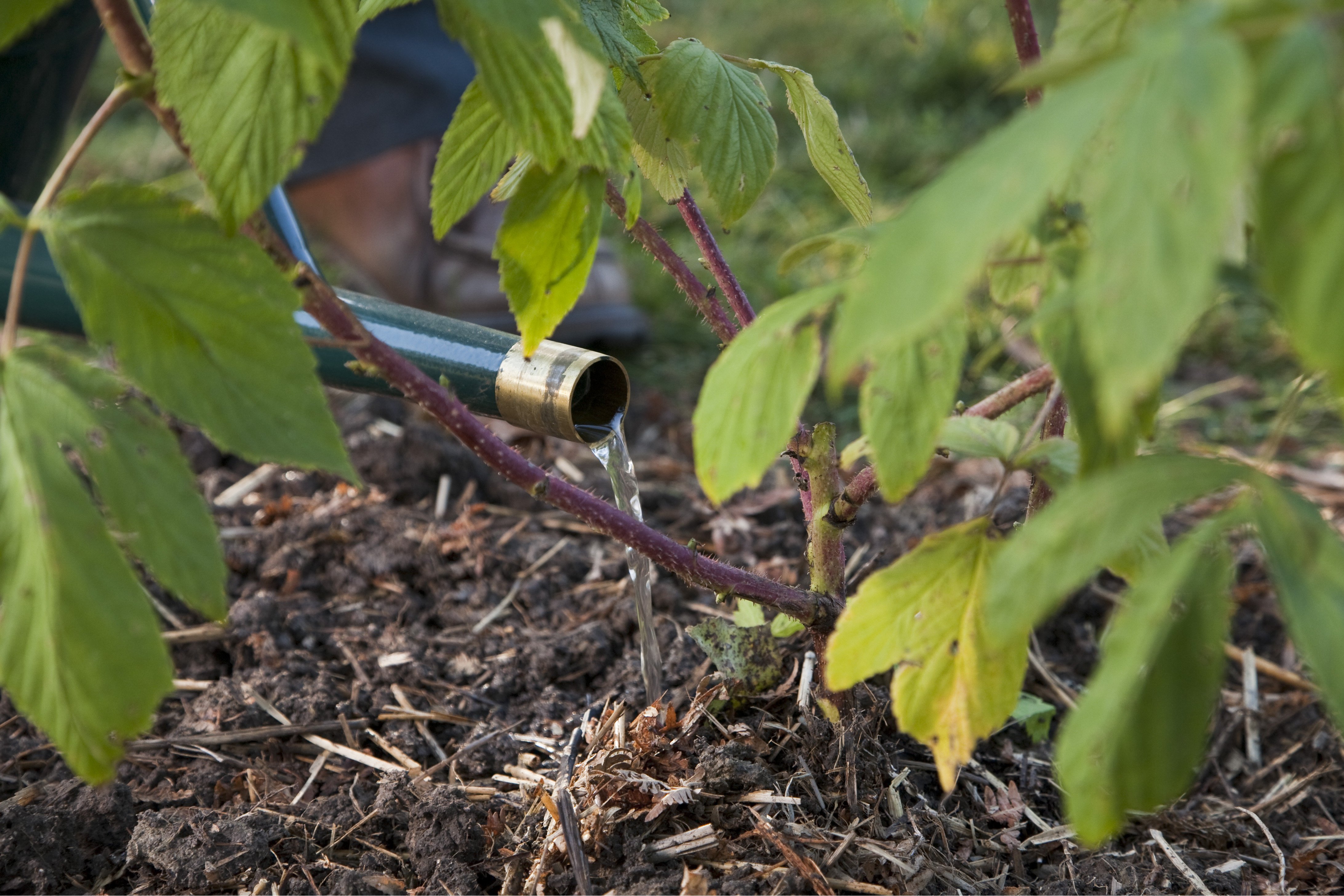 Himbeeren richtig pflanzen und pflegen | OBI