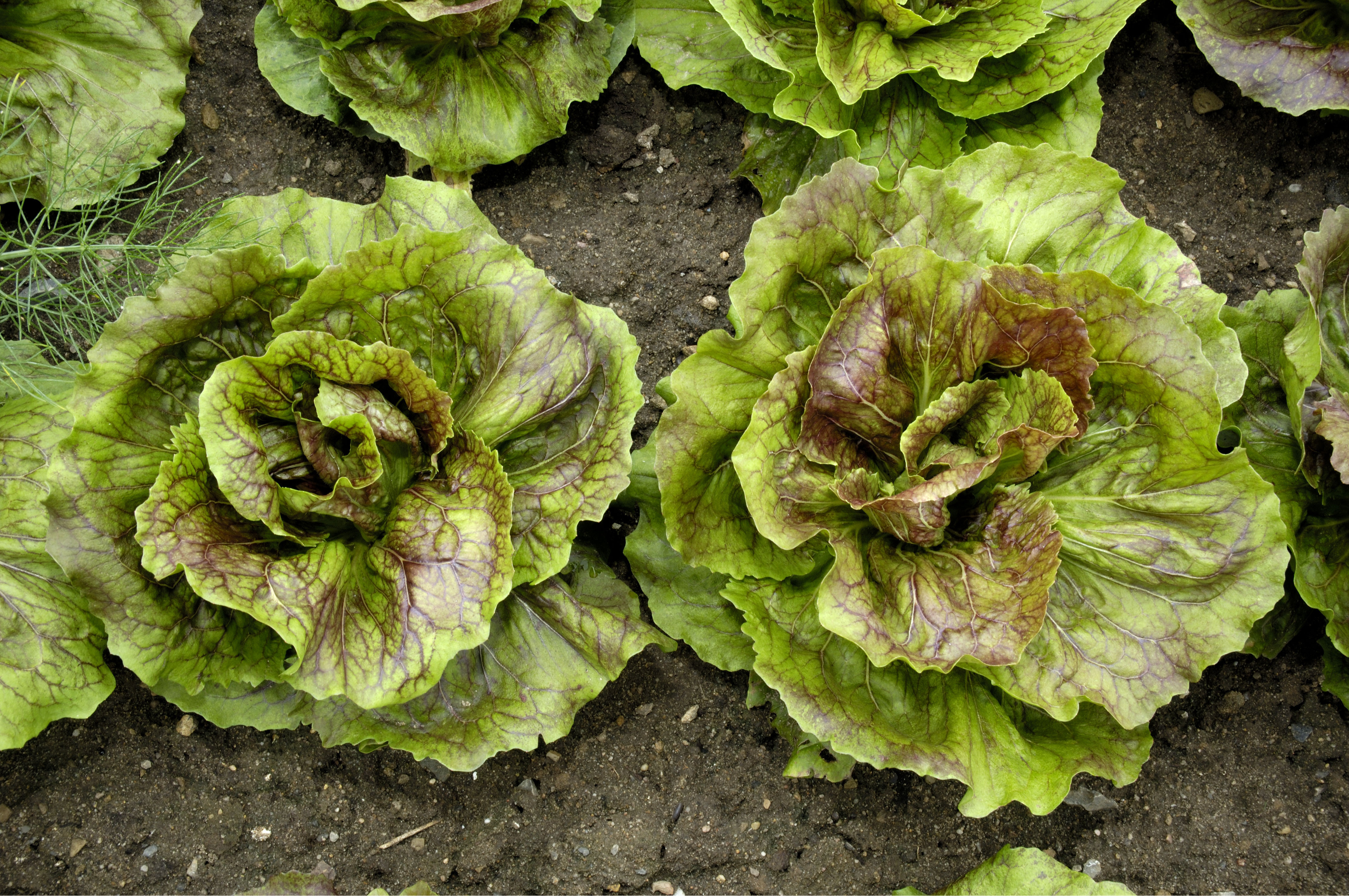 Radicchio – Eigenschaften & Infos im Überblick | OBI