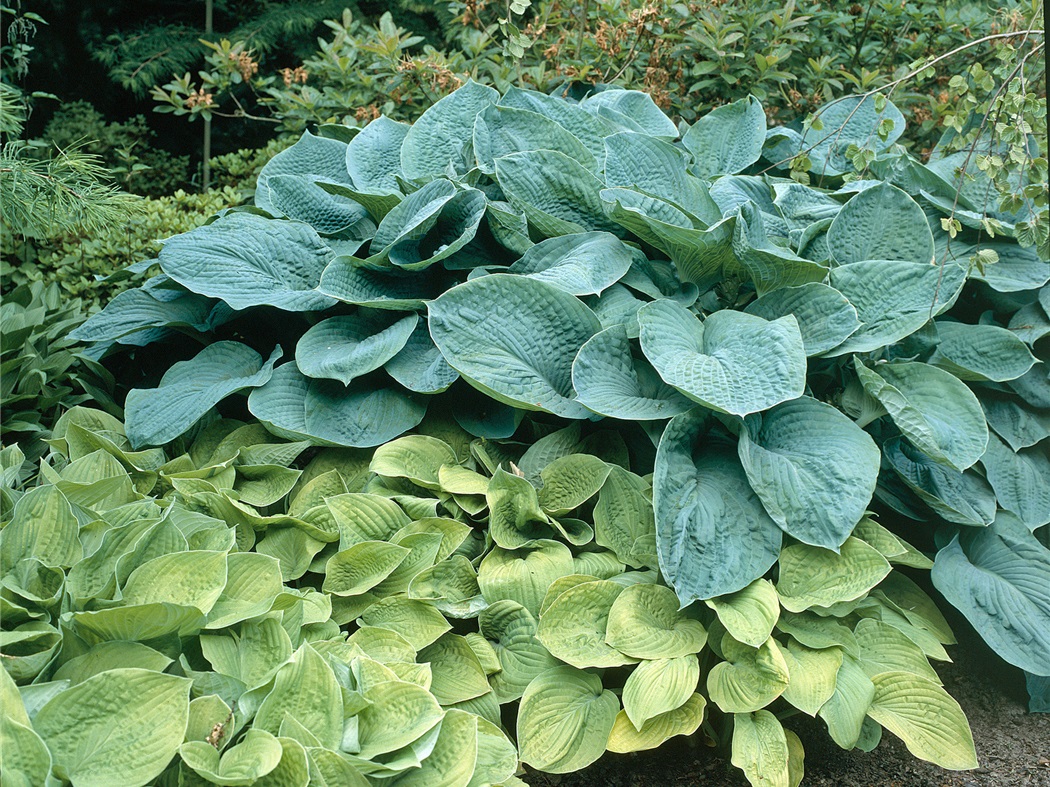 Všetko o trvalkách – stanovište, starostlivosť a rez | OBI