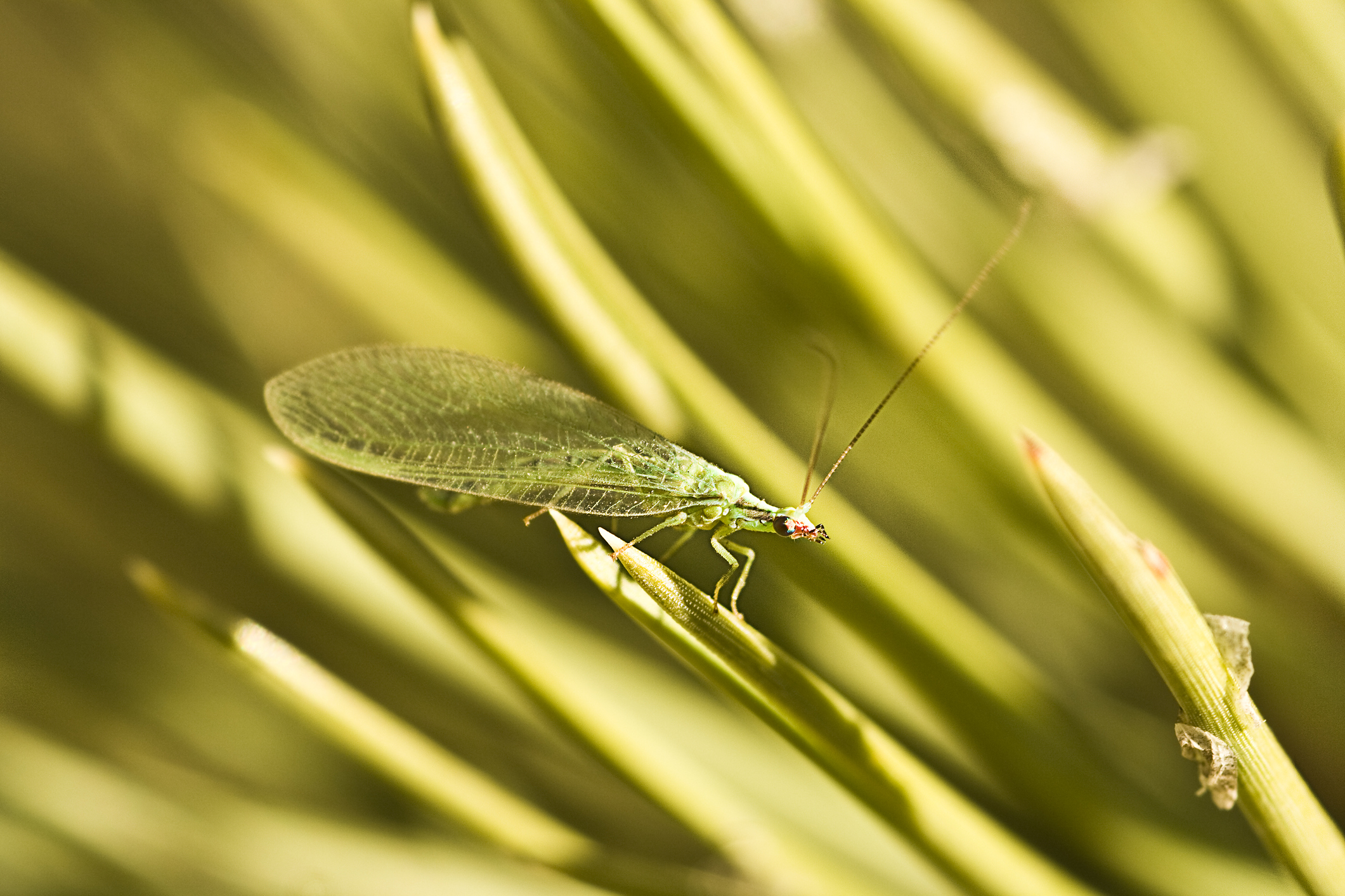 Die Florfliege: Nützlicher Helfer bei Blattläusen | OBI