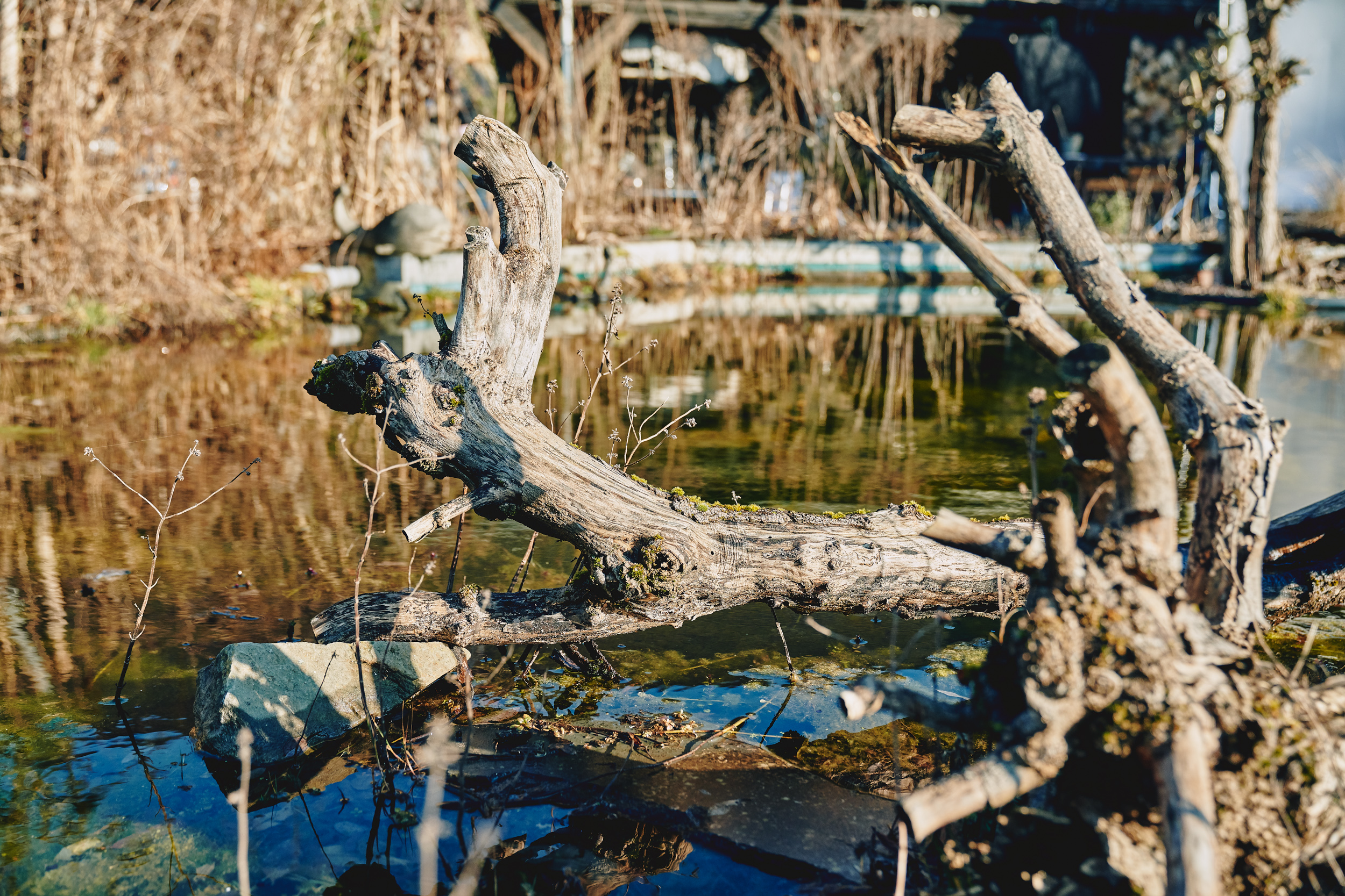 Jak a kdy zasadit strom – návod krok za krokem | OBI