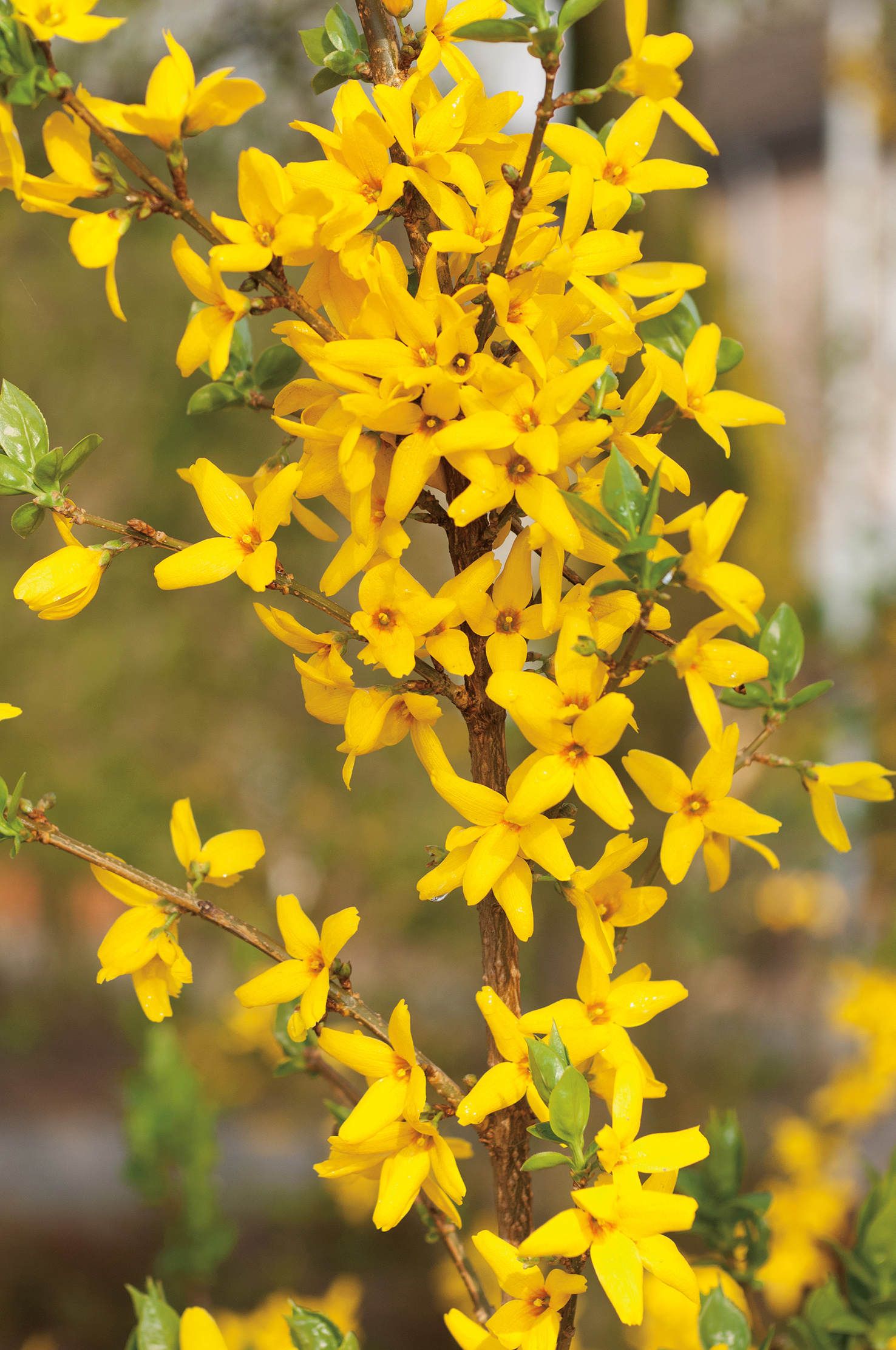 Kvetoucí živý plot – vlastnosti a tipy | OBI