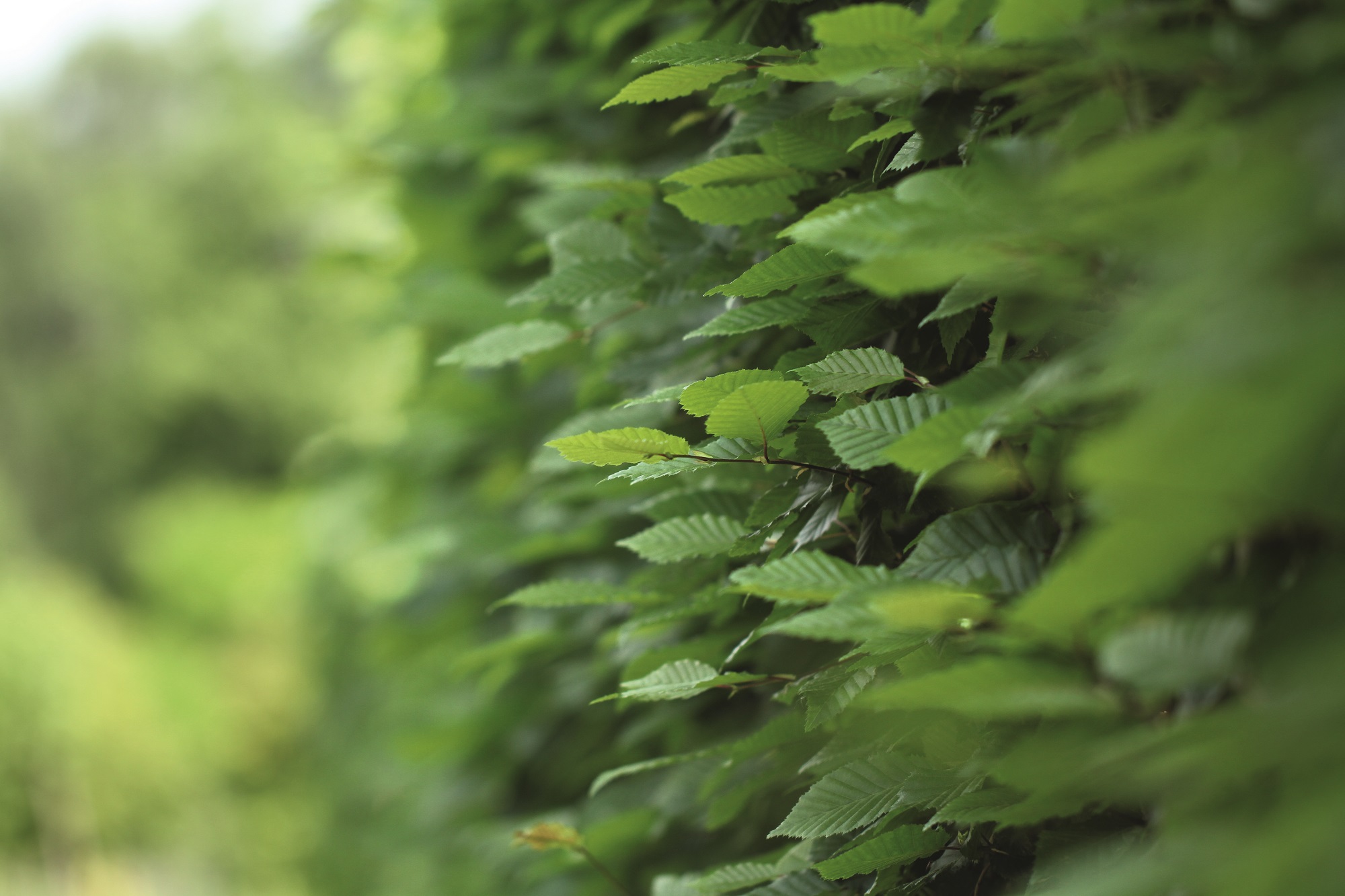 Buche – Eigenschaften & Pflegetipps im Überblick | OBI