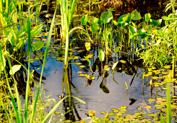 Fische für den Gartenteich – Tipps und Ratgeber | OBI