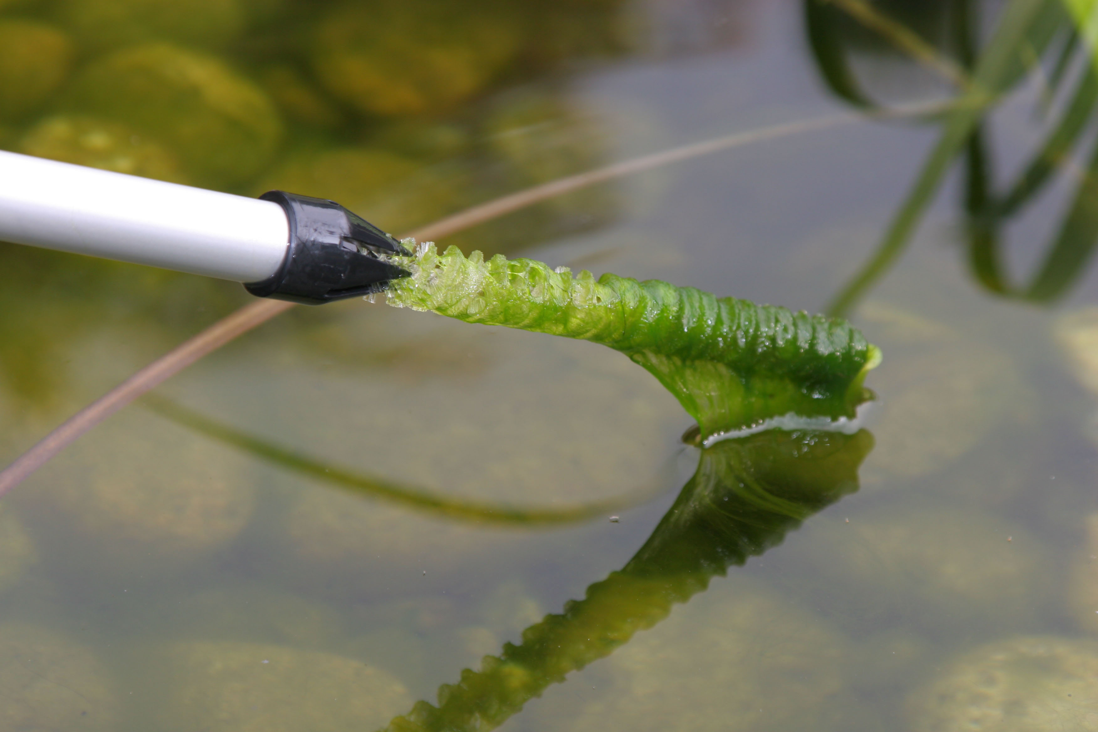 Čistenie jazierka a starostlivosť oň: Rady a tipy | OBI