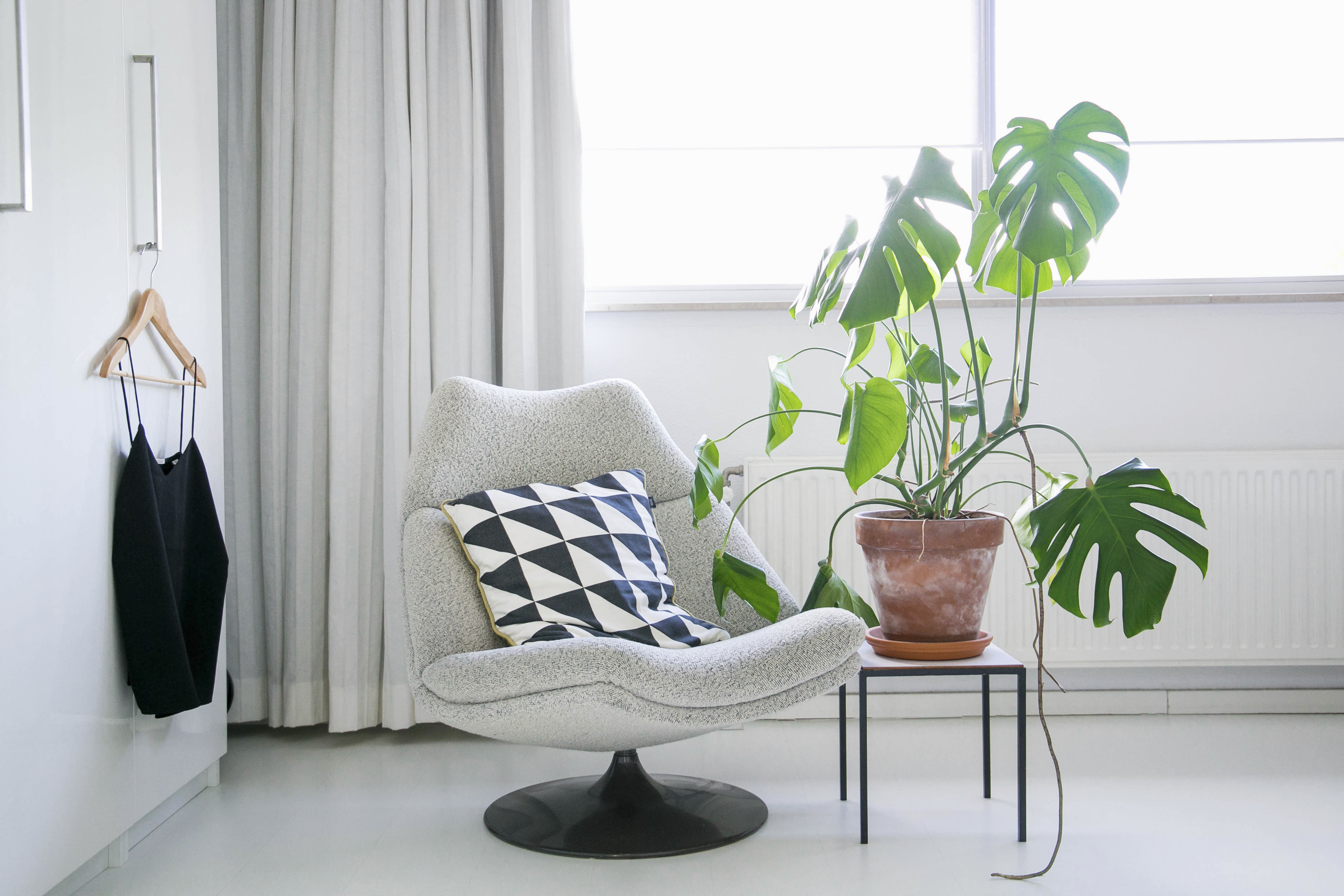 Monstera: Pflegetipps zum Fensterblatt | OBI