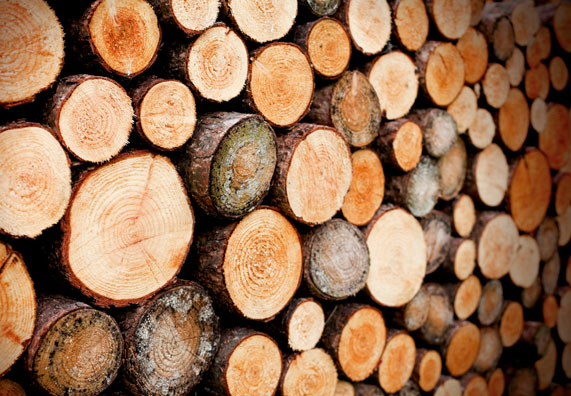 Srovnání druhů dřeva – masivní dřevo a materiály na bázi dřeva | OBI