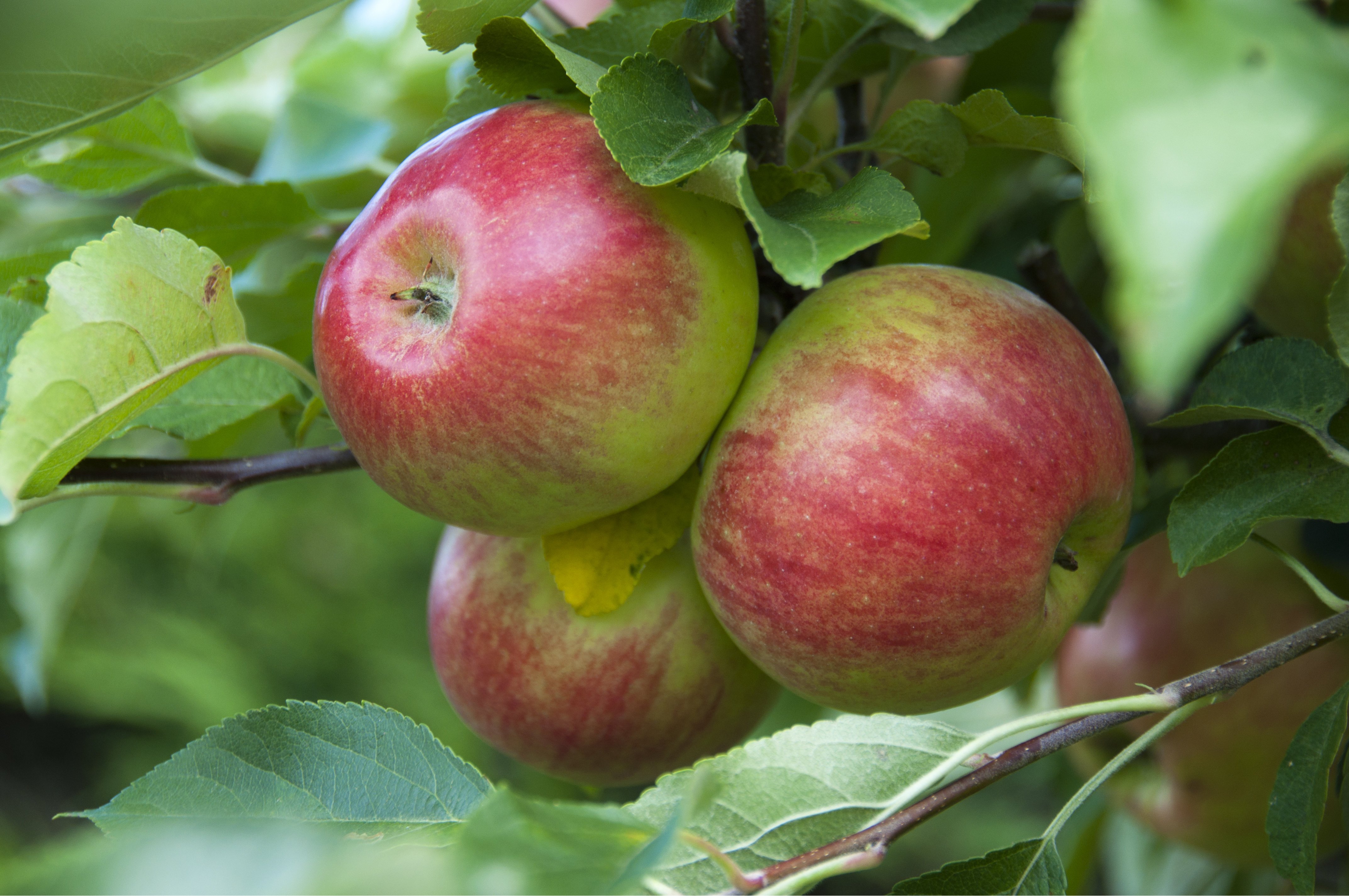Alte Apfelsorten im Garten pflanzen & ernten | OBI