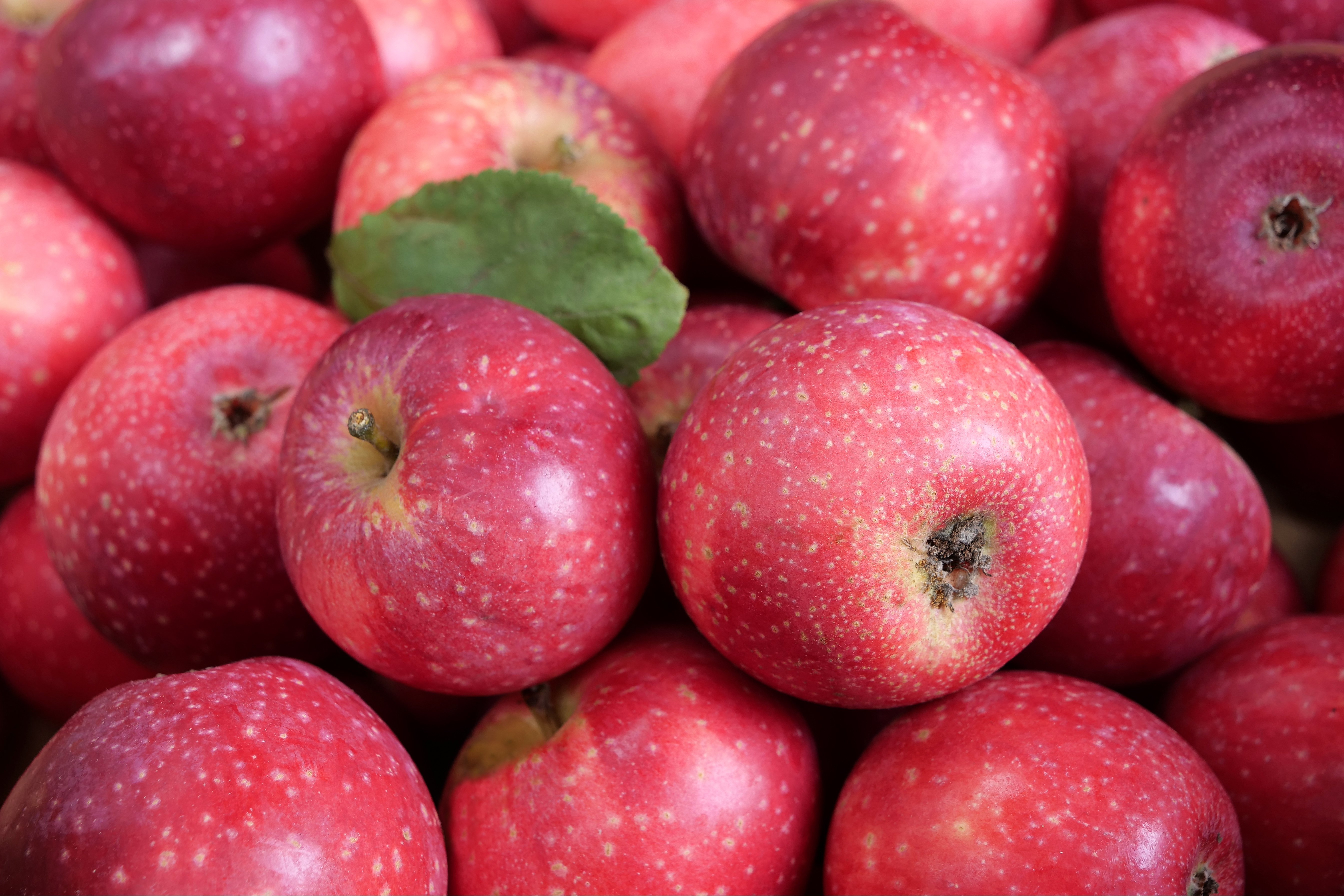 Alte Apfelsorten im Garten pflanzen & ernten | OBI