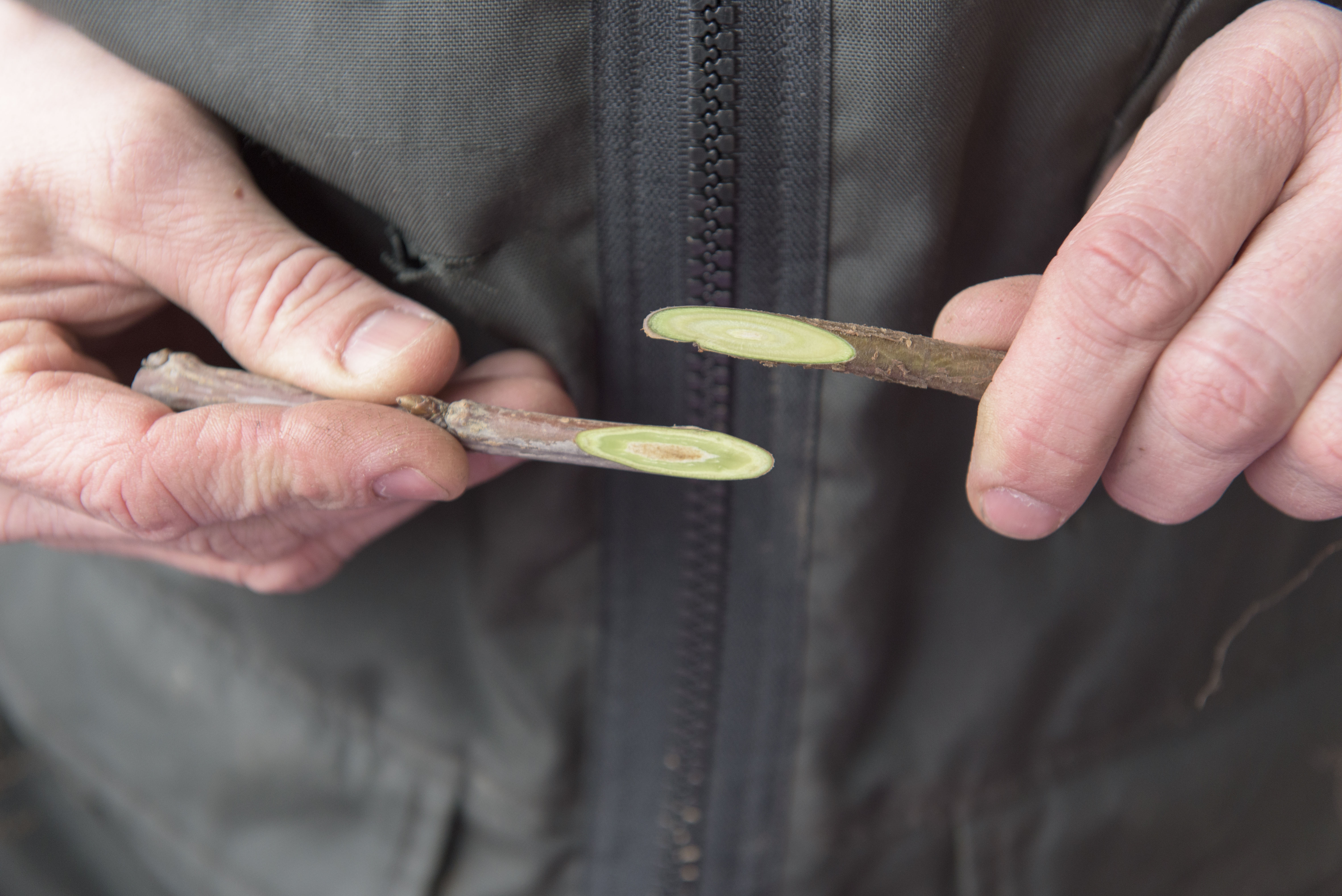 Množení rostlin – jak na to | OBI