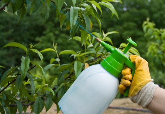 Blattläuse bekämpfen – Tipps, Infos und Ratgeber | OBI