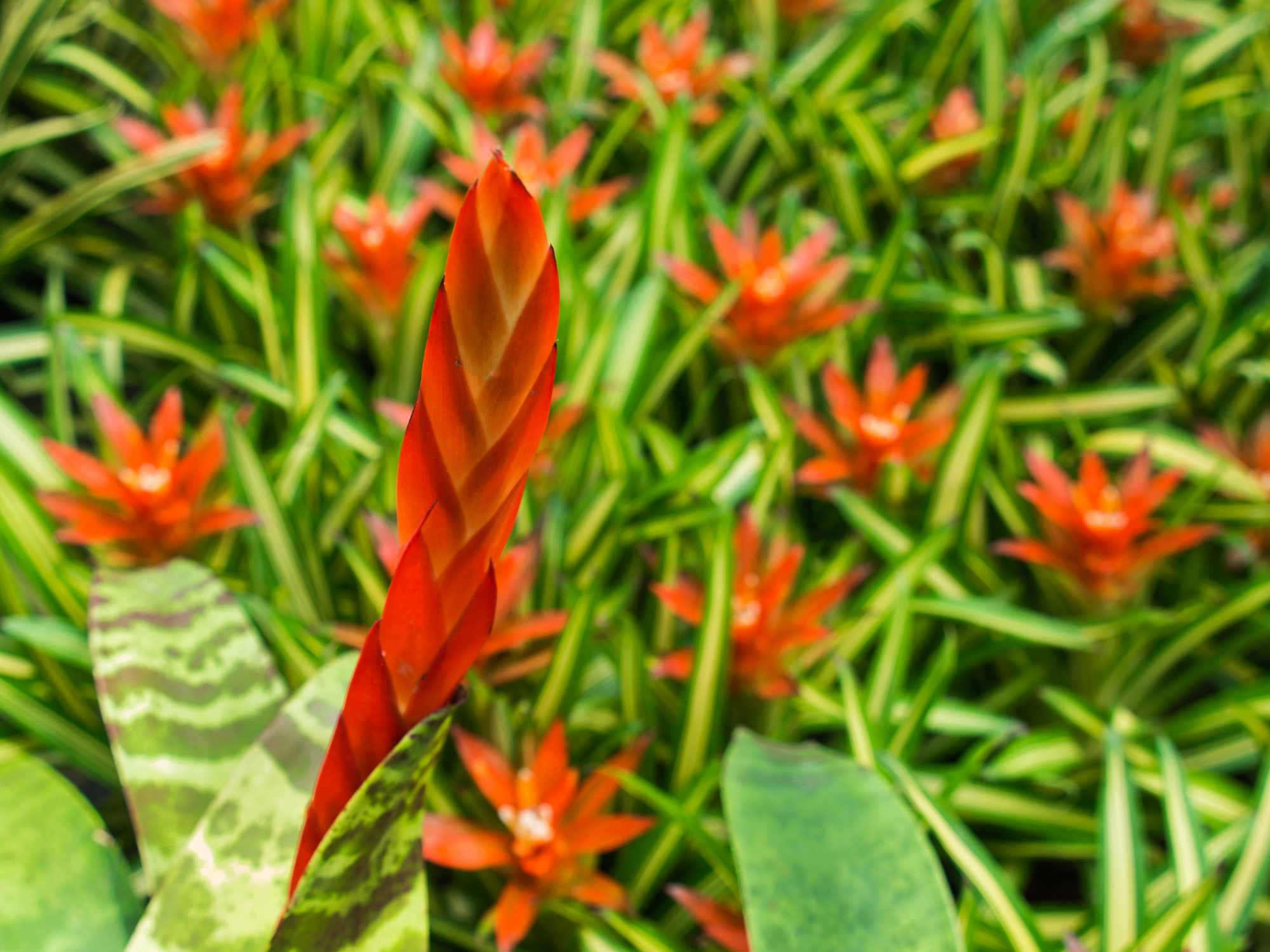 Bromelien – Eigenschaften und Tipps im Überblick | OBI