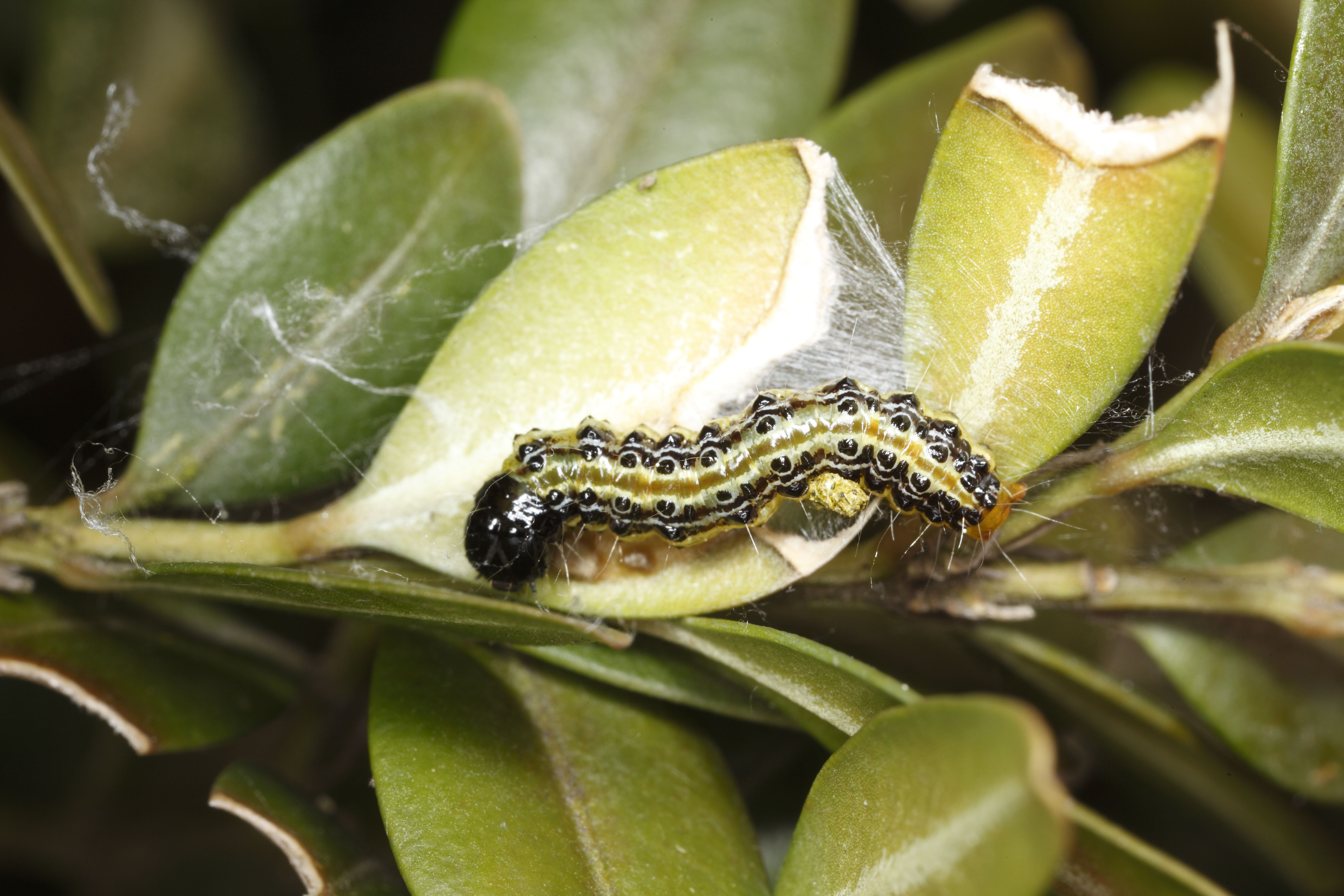 Buchsbaum: Krankheiten & Schädlinge im Überblick | OBI