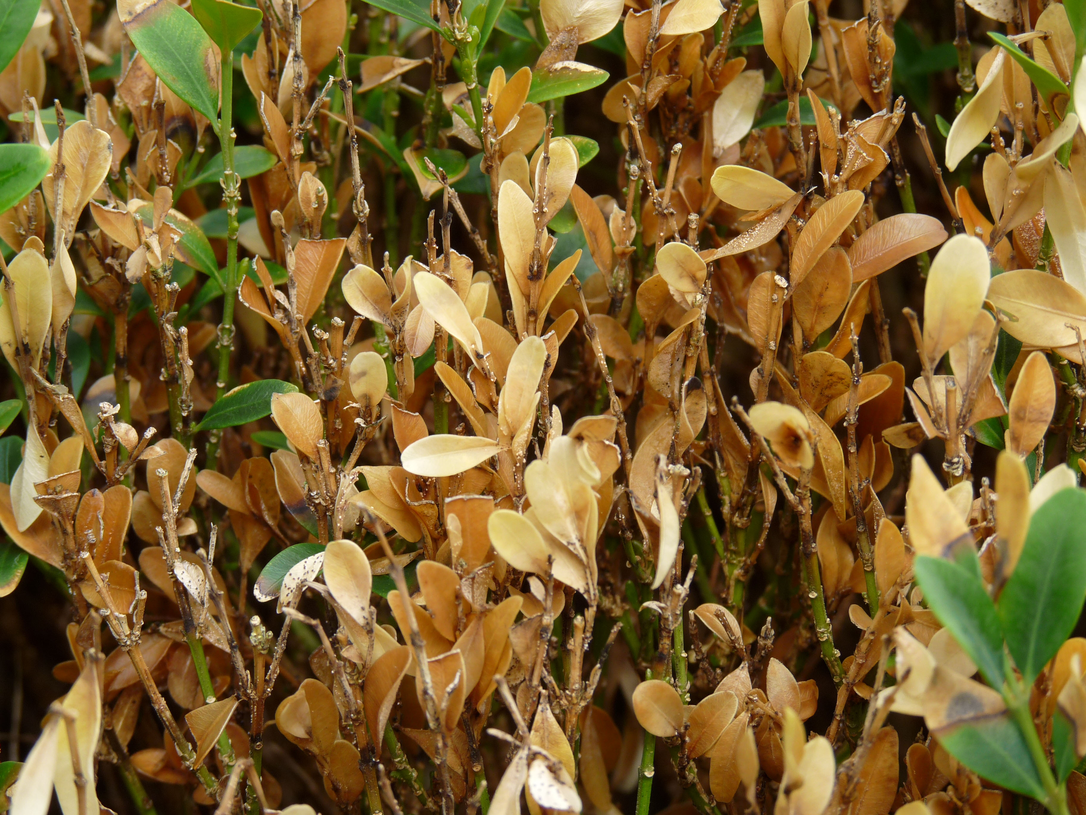 Buchsbaum: Krankheiten & Schädlinge im Überblick | OBI