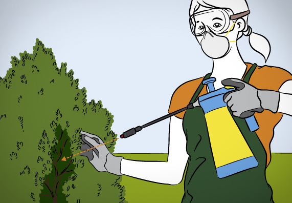 Buchsbaumzünsler erfolgreich bekämpfen – Ratgeber | OBI