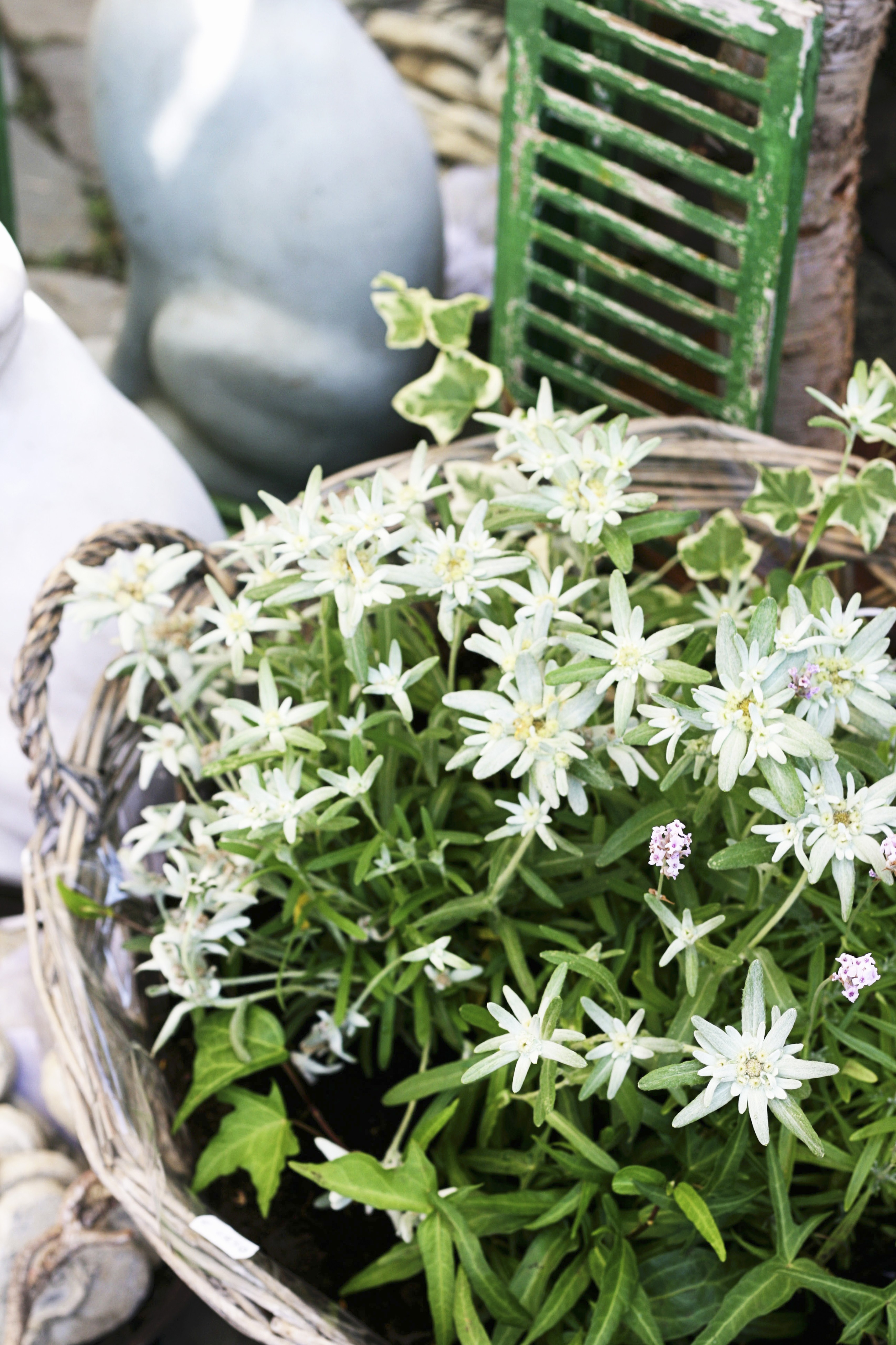 Edelweiß – Ratgeber & Eigenschaften im Überblick | OBI