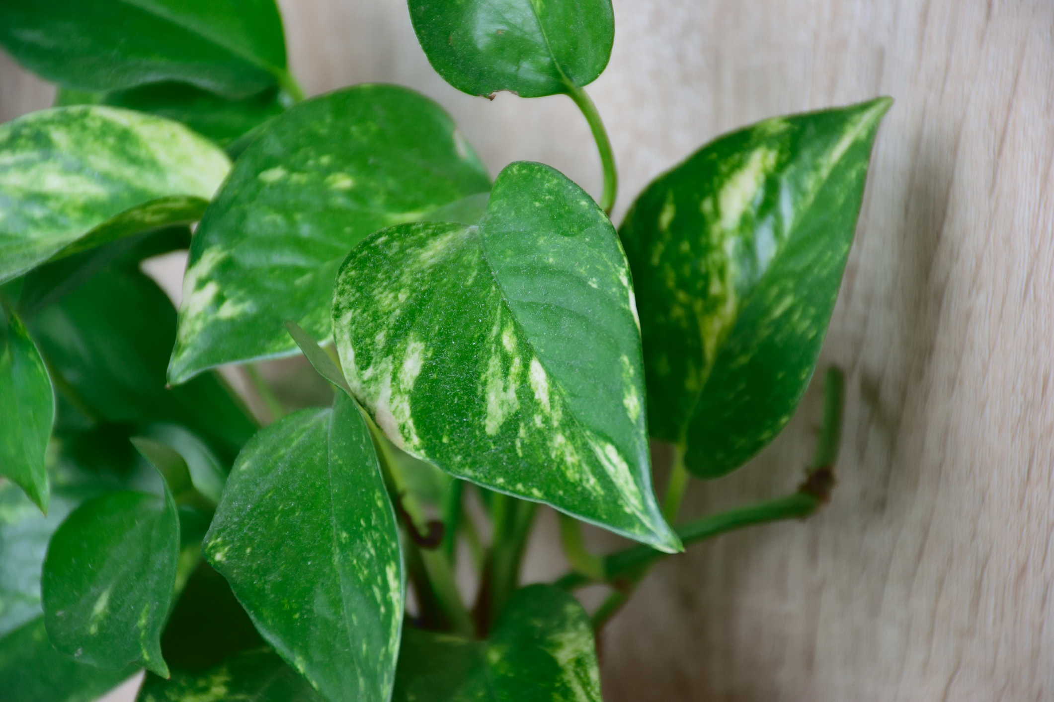 Come prendersi cura del Pothos: caratteristiche in sintesi | OBI