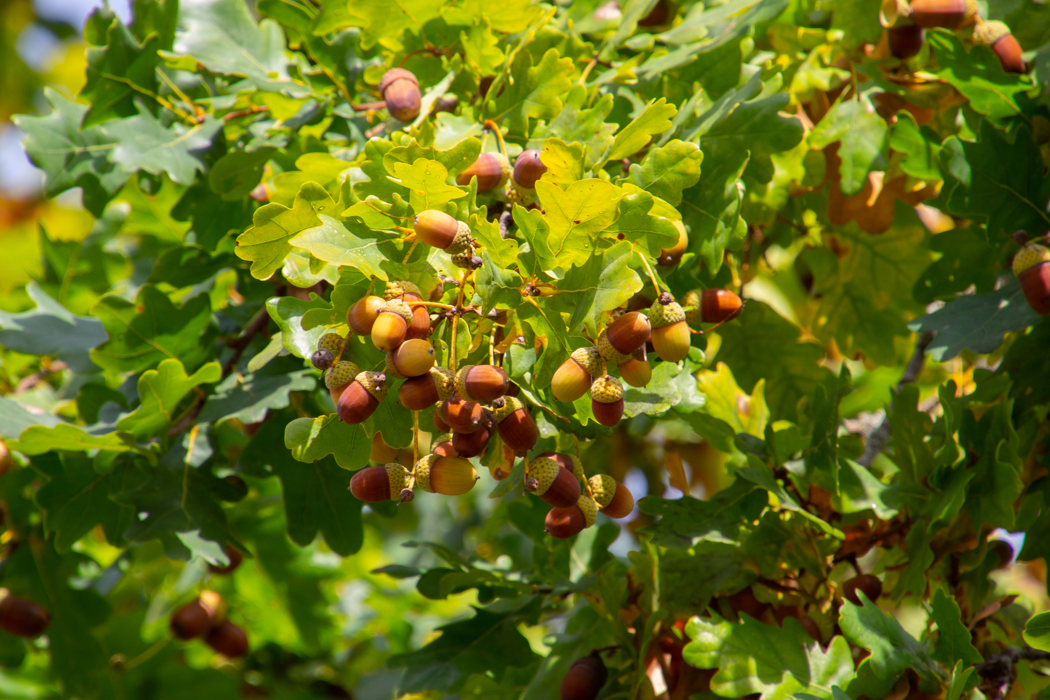 Eichen – Ratgeber und Eigenschaften im Überblick | OBI
