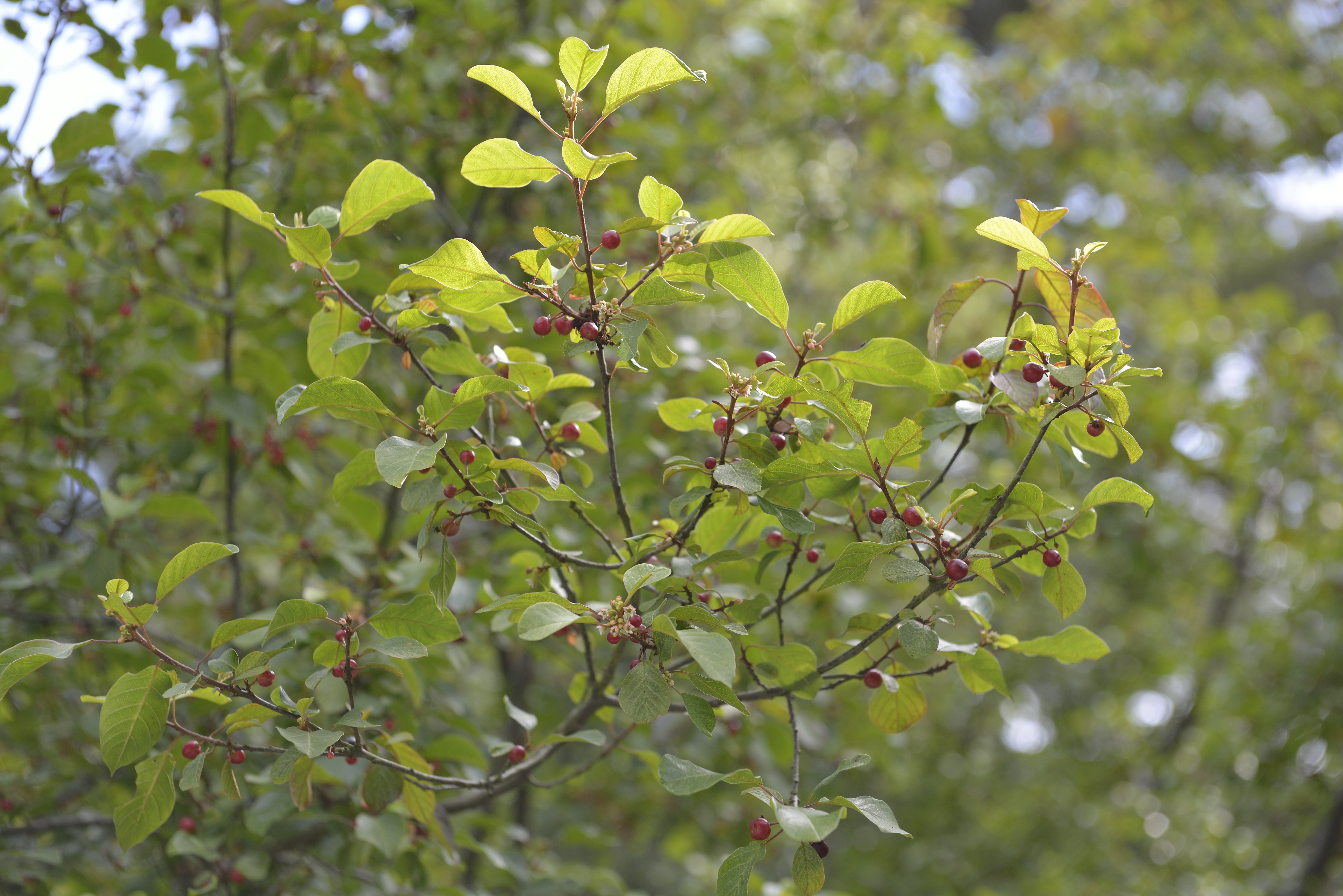 Faulbaum: Eigenschaften und Tipps im Überblick | OBI