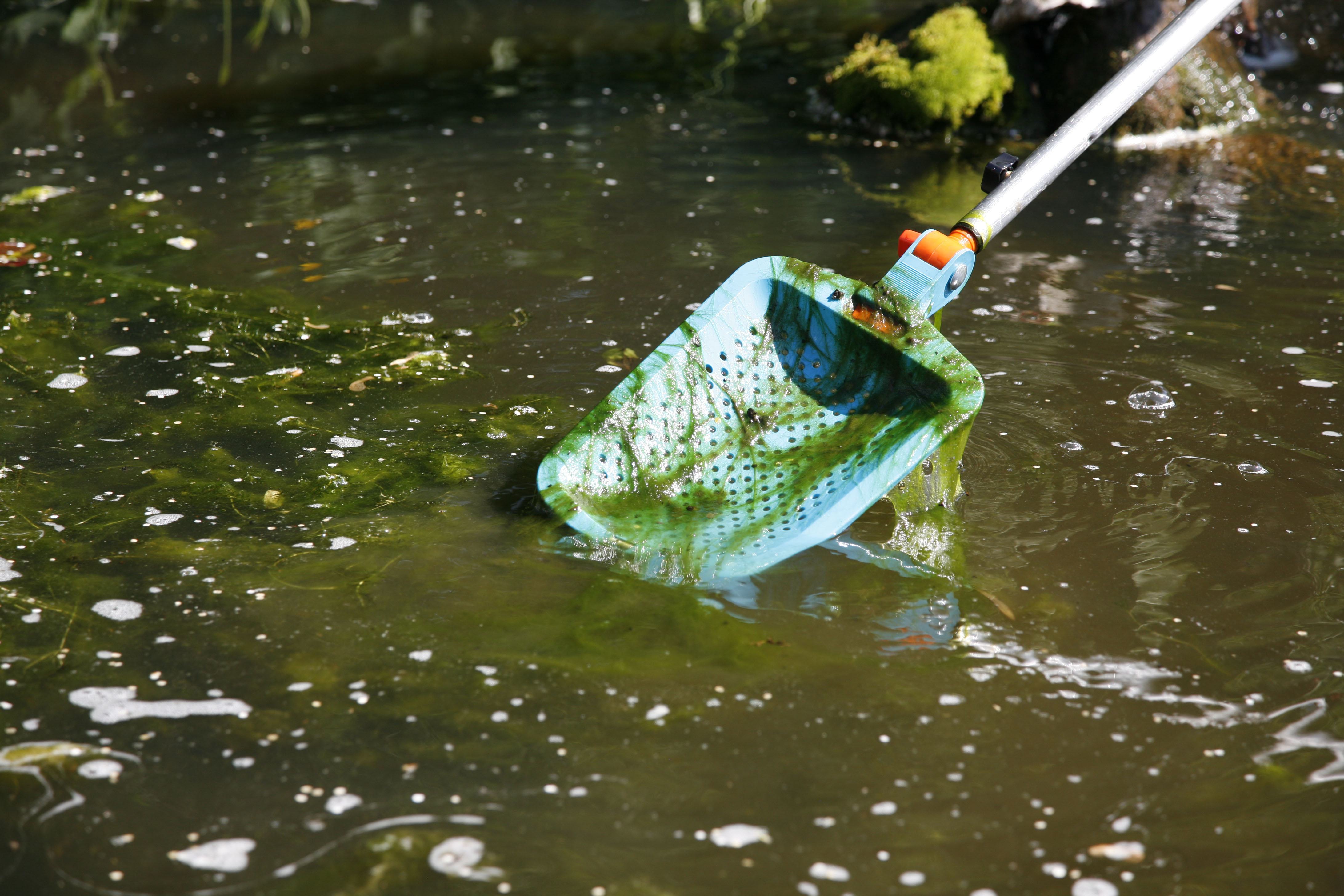 Gartenarbeiten im Juni – Ratgeber und Tipps | OBI