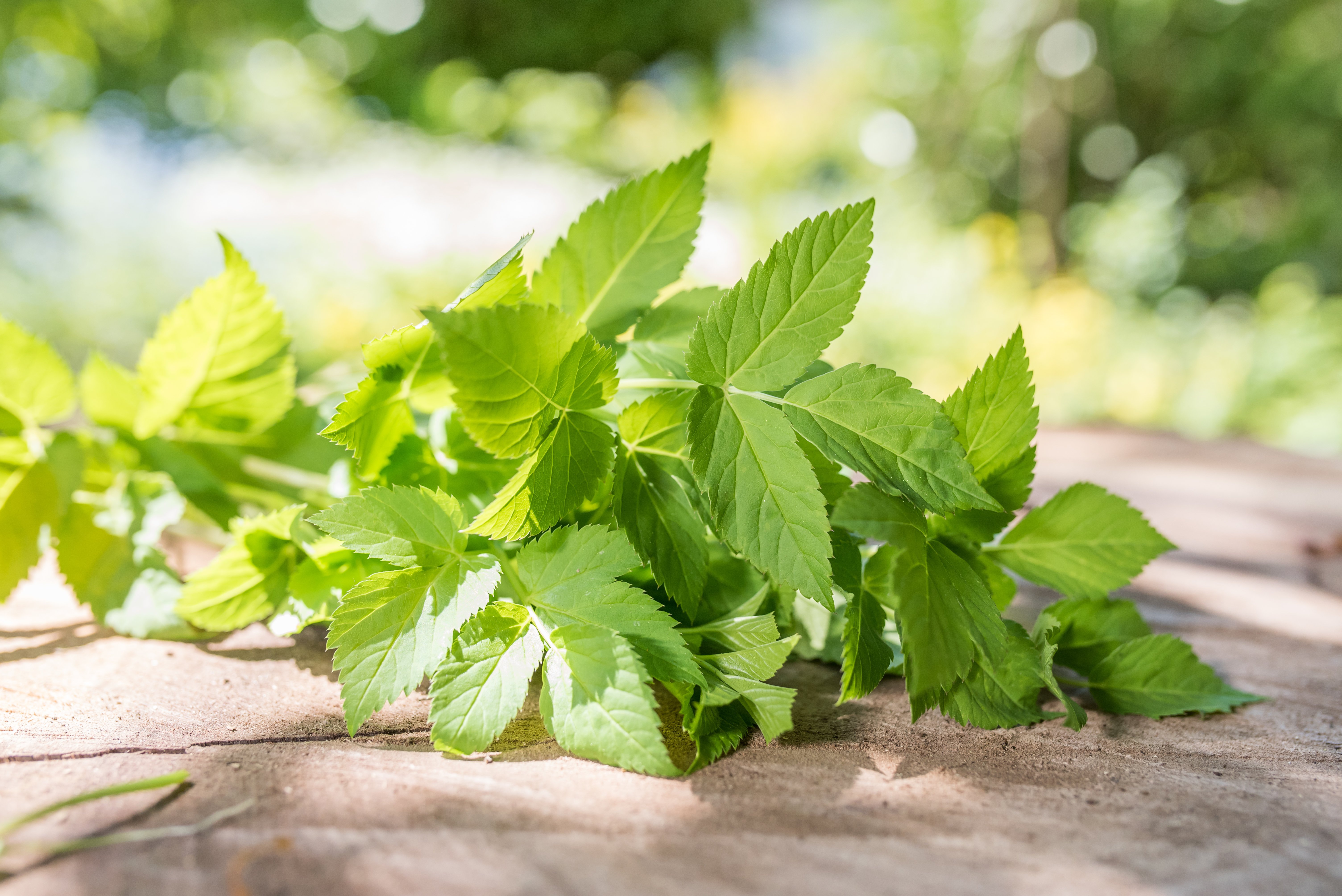 Giersch – Eigenschaften & Tipps im Überblick | OBI