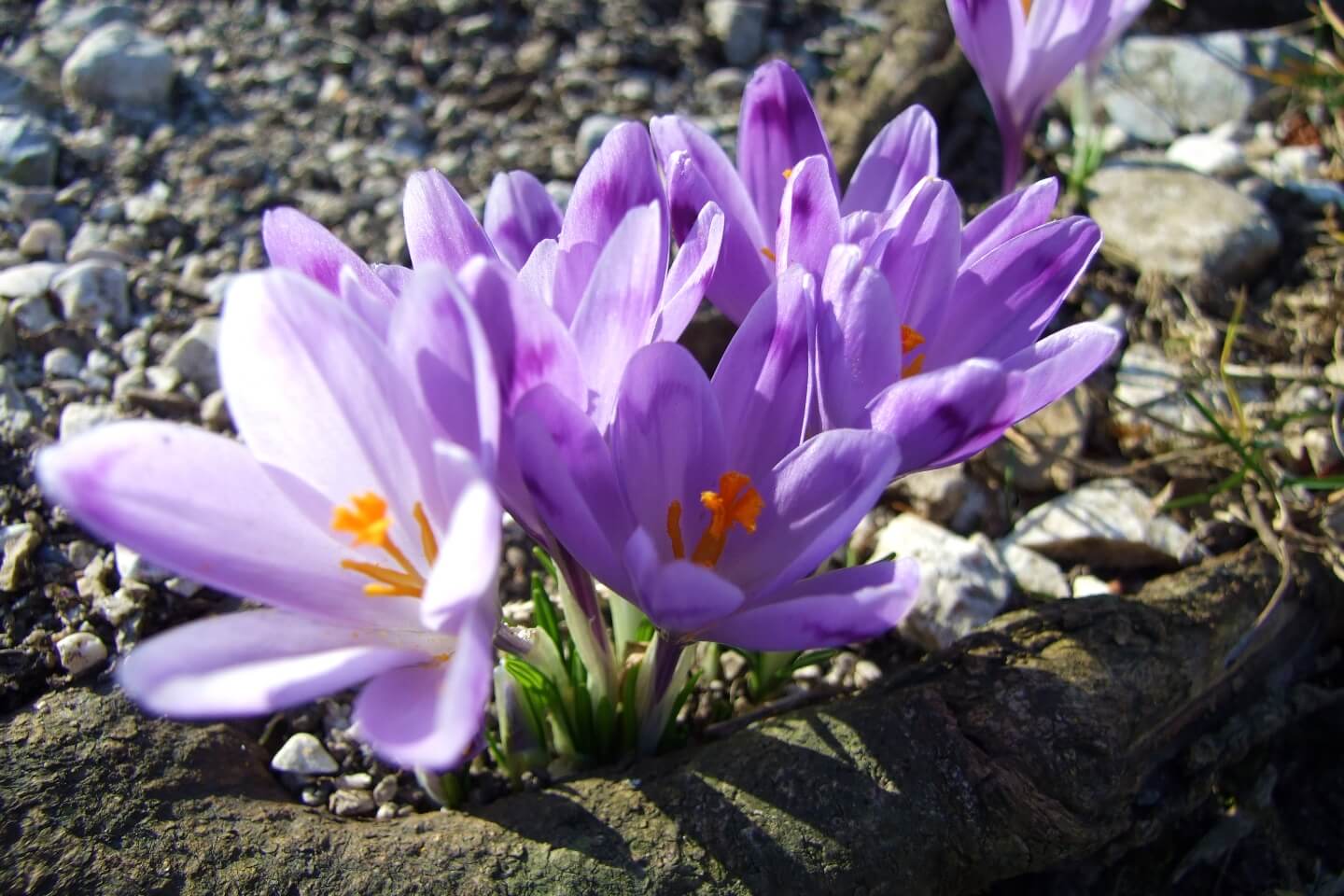 Jedovaté rastliny – rady a informácie | OBI