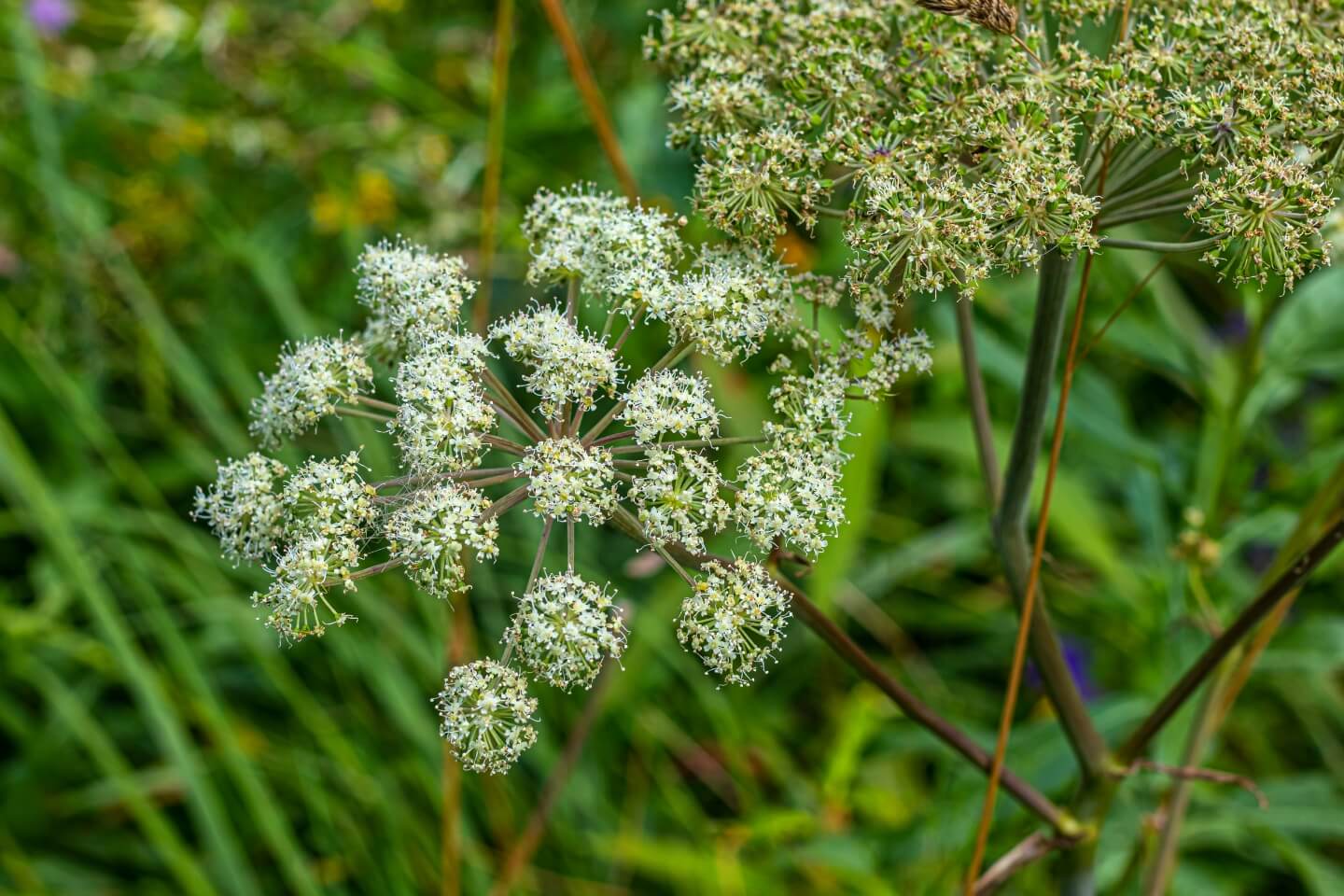 Jedovaté rastliny – rady a informácie | OBI