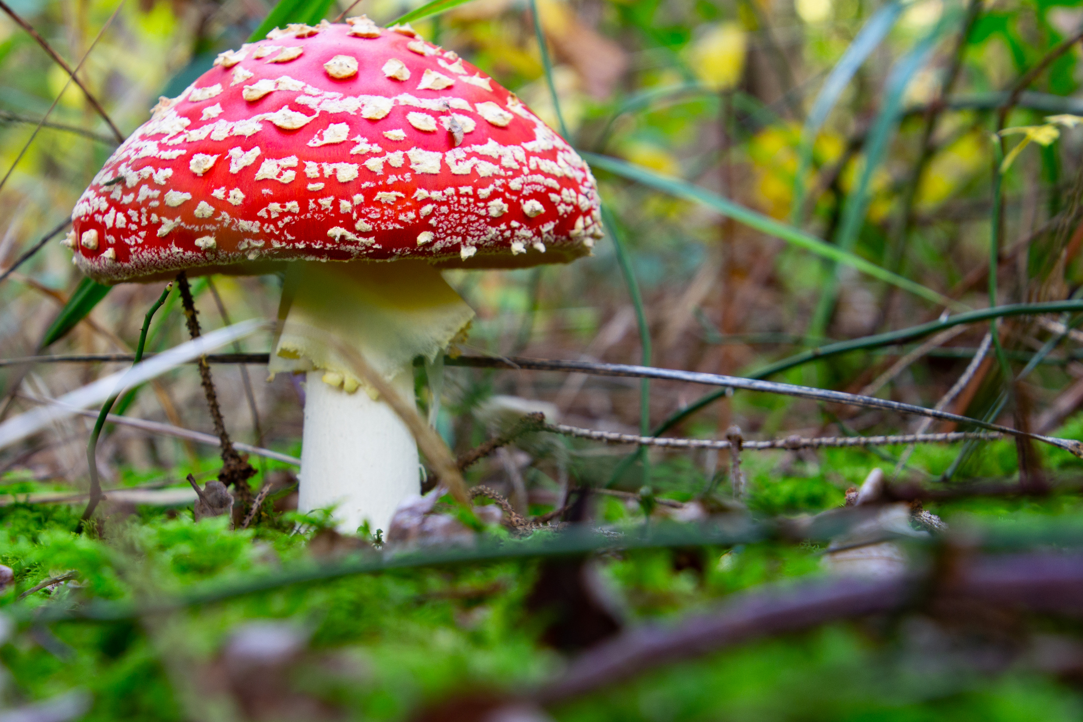 Giftpilze am Aussehen erkennen und unterscheiden | OBI