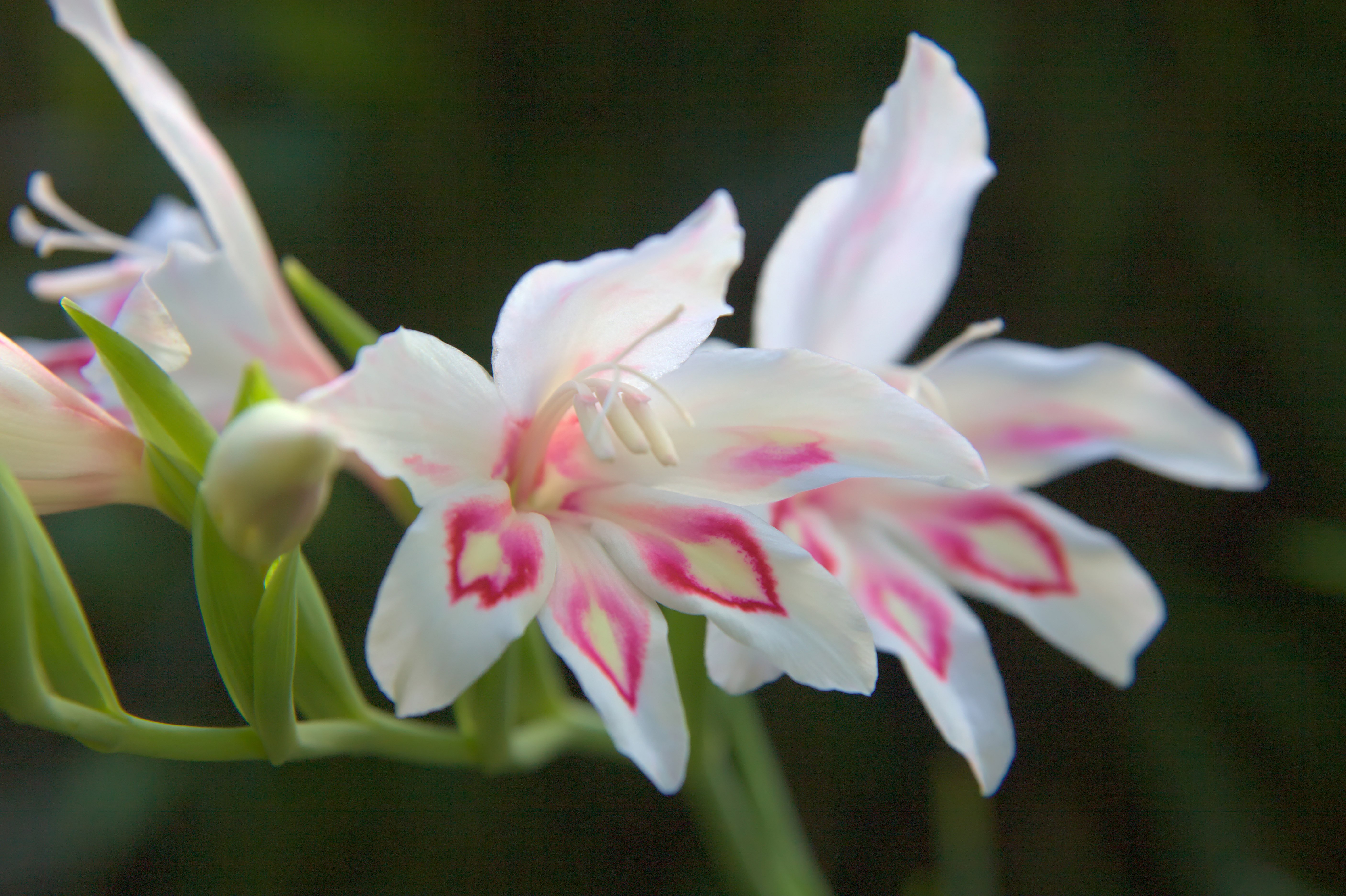 Gladiolen – Wissenswertes und Eigenschaften | OBI