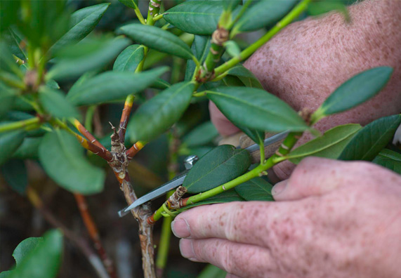 Okrasné kríky: Tipy na umiestnenie a starostlivosť | OBI