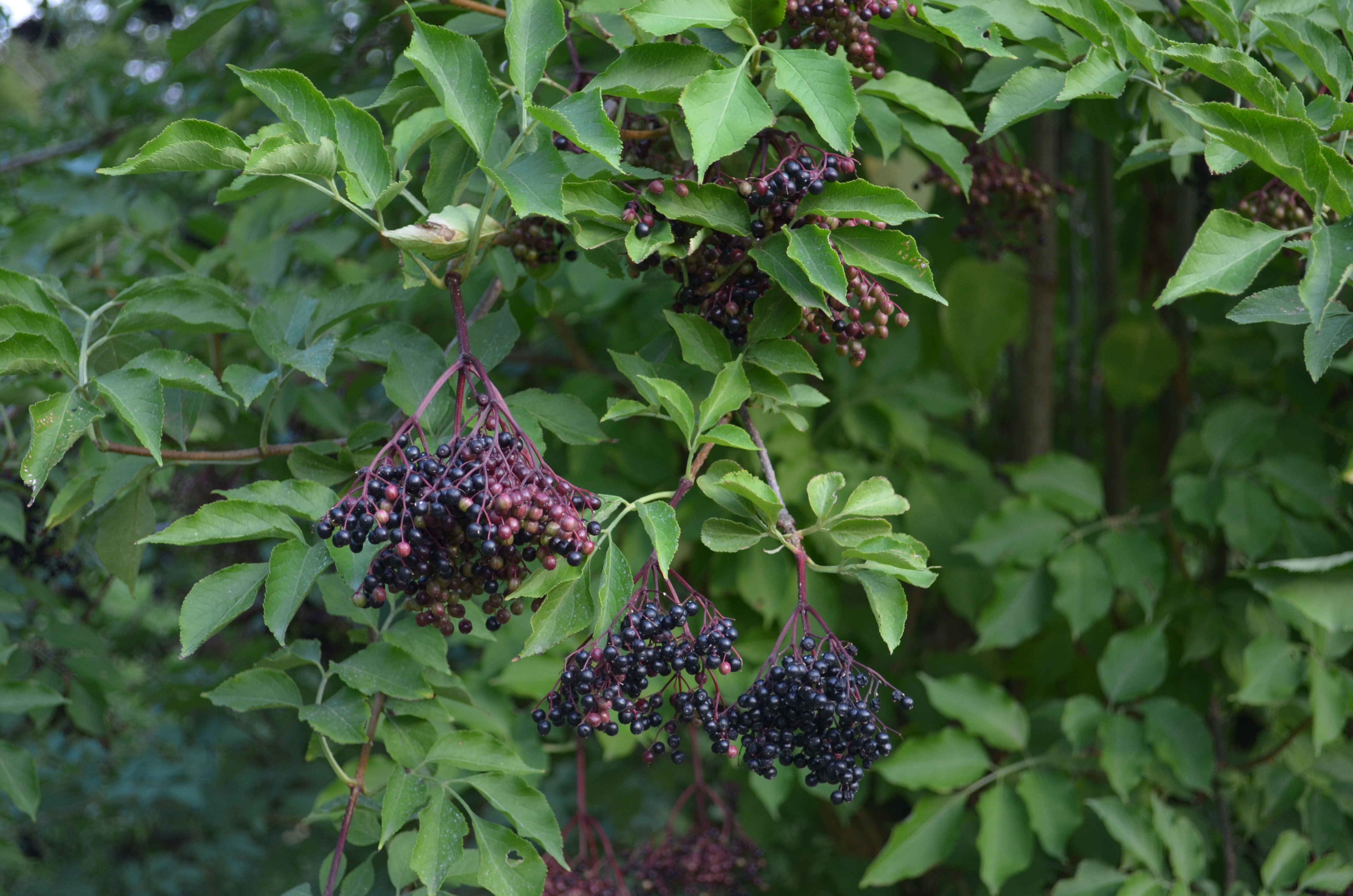 Holunder – Alle Eigenschaften im Überblick | OBI