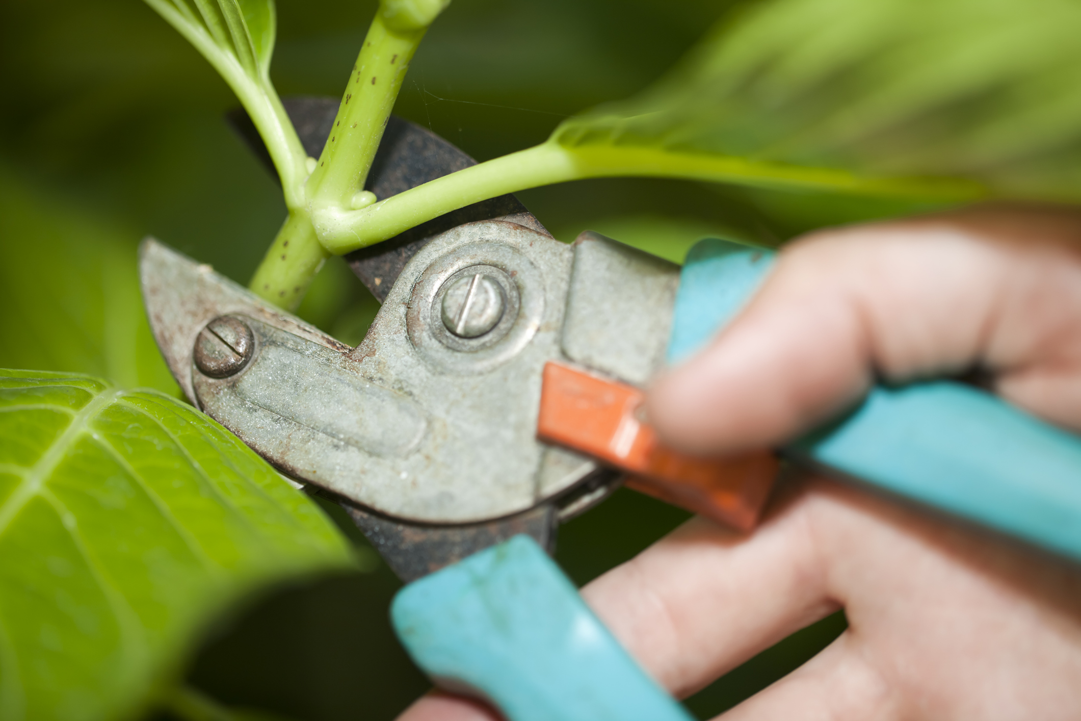 Kedy strihať hortenzie: Ako to urobiť správne | OBI