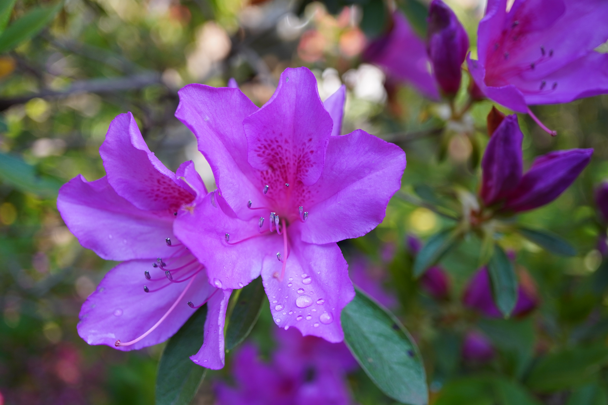 Azalka japonská pestovanie | OBI