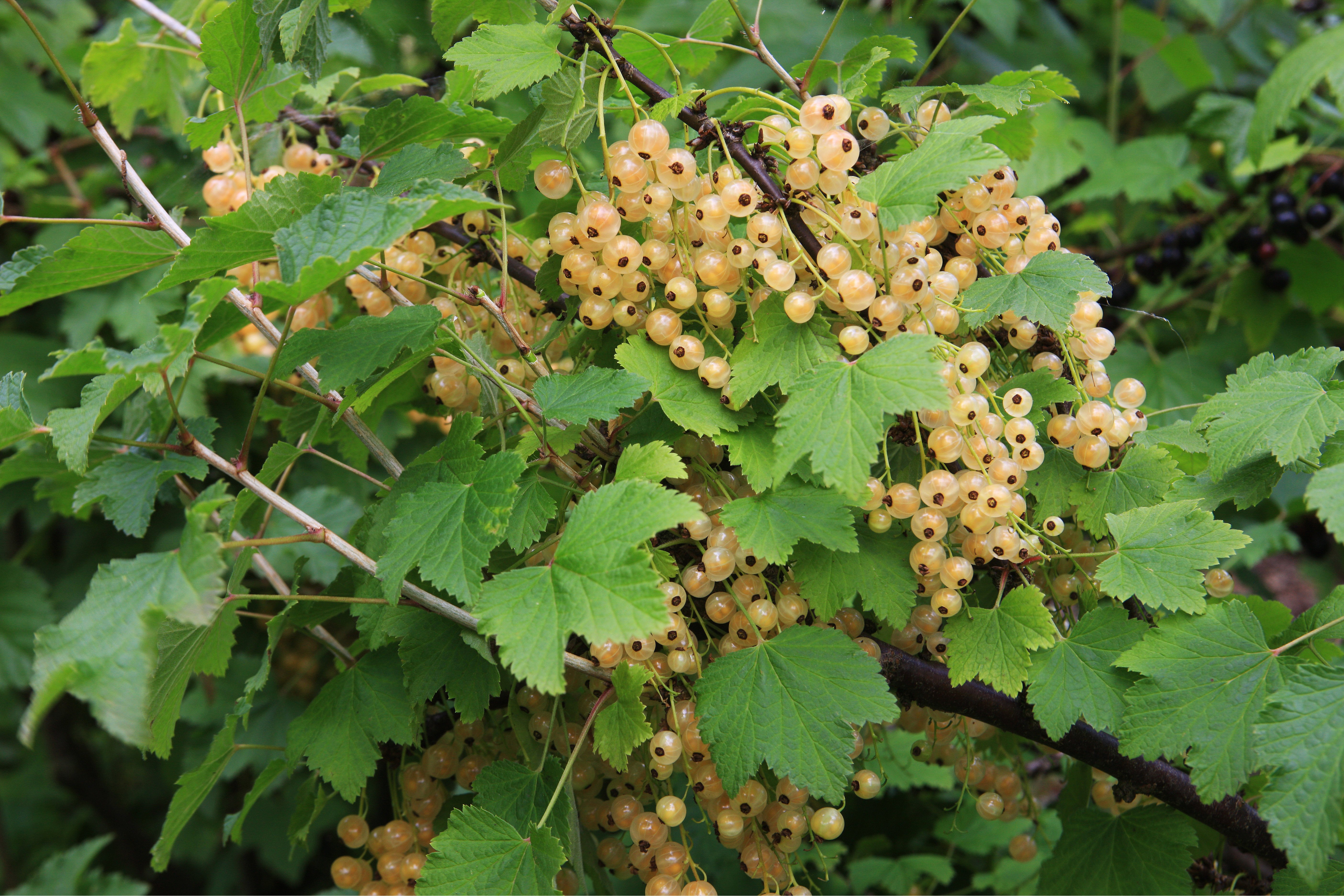 Johannisbeeren – Eigenschaften und Pflanztipps | OBI