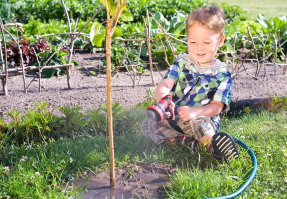 Malé stromy do záhrady – druhy a starostlivosť | OBI