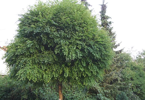 Malé stromy do záhrady – druhy a starostlivosť | OBI