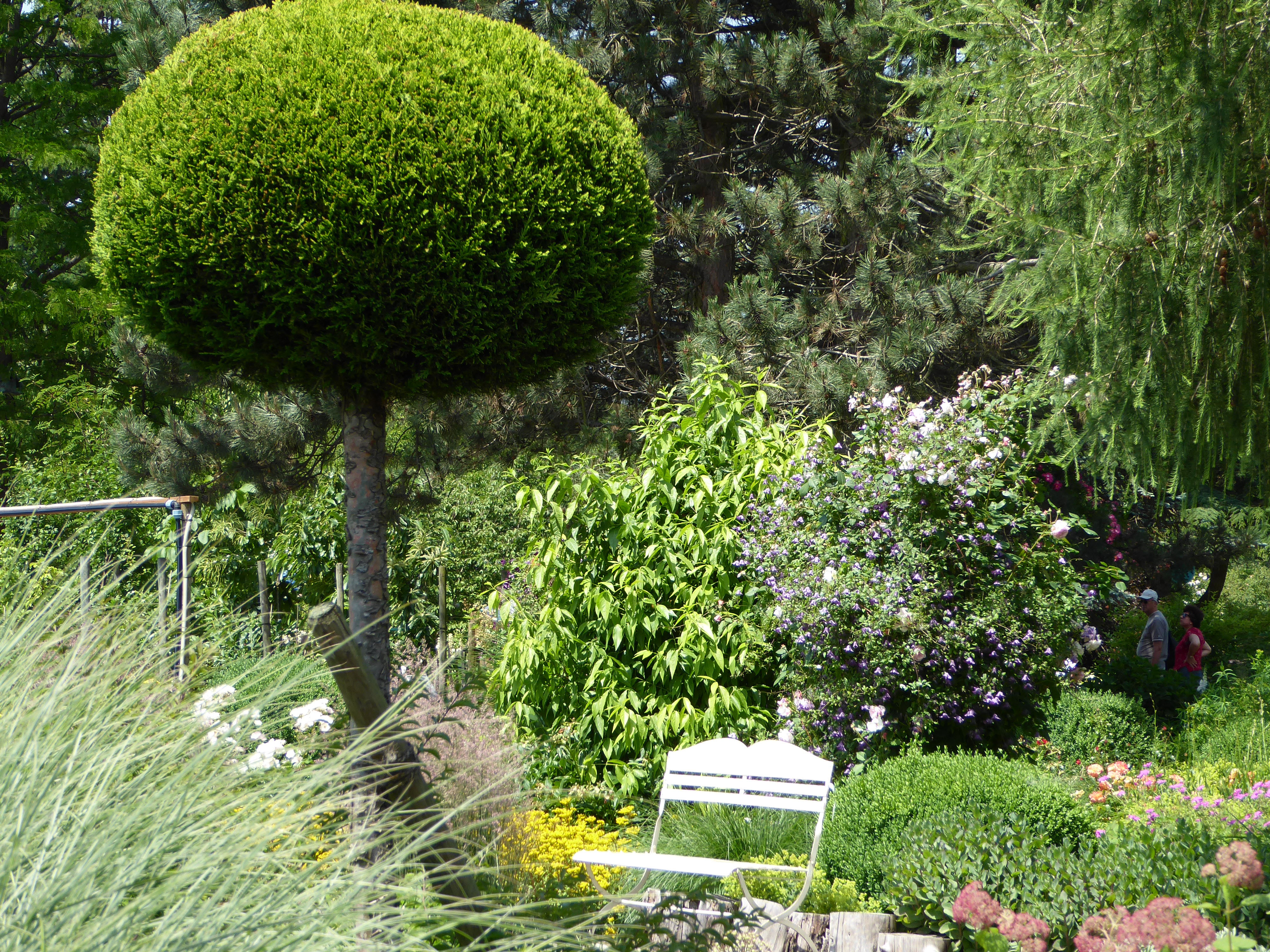 Koniferen – wichtige Eigenschaften im Überblick | OBI