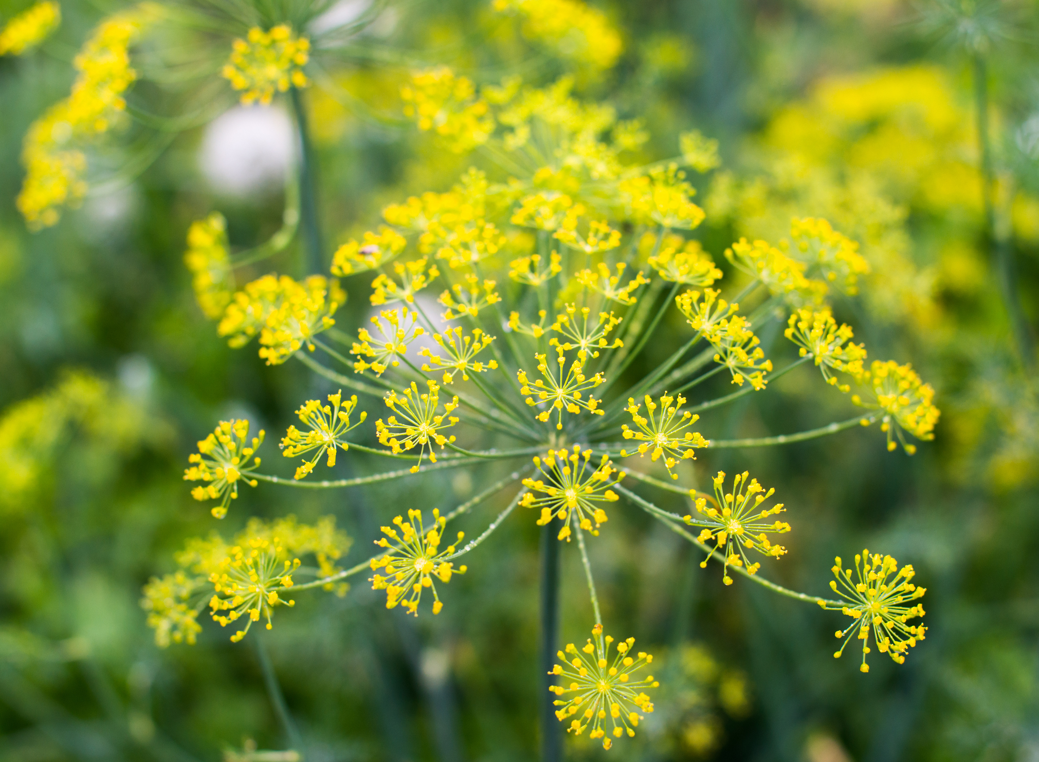 Dill Hnliche Pflanze