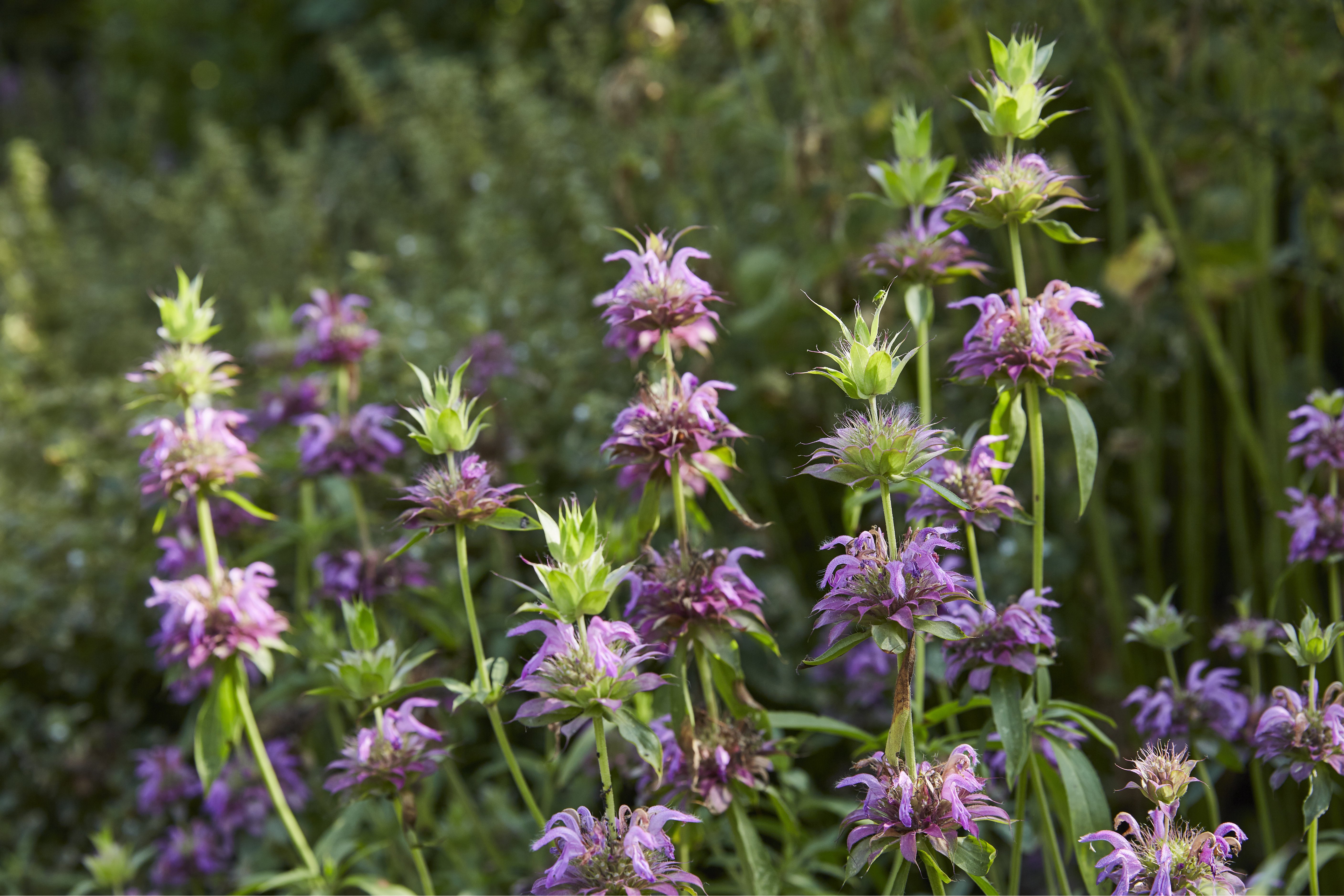 Estragon – Eigenschaften, Pflanz- und Pflegetipps | OBI