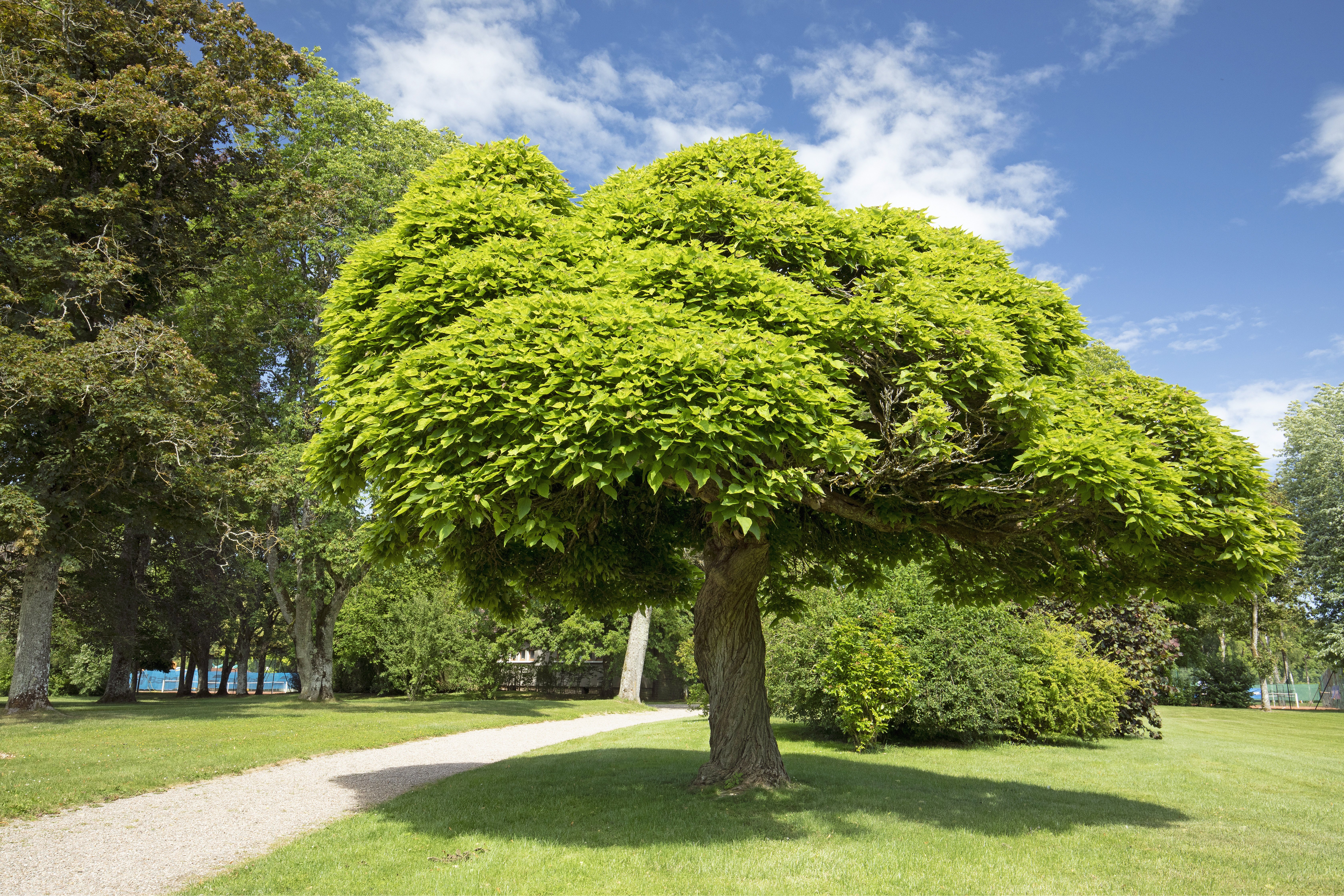 Laubbäume im Überblick: Arten, Schnitt und Pflege | OBI